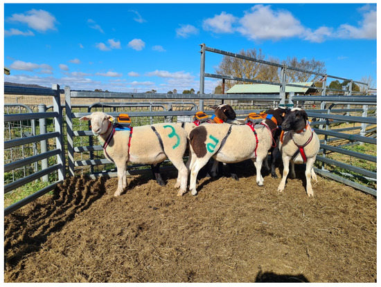 Automated Virtual Fencing Can Effectively Contain Sheep: Field Trials ...