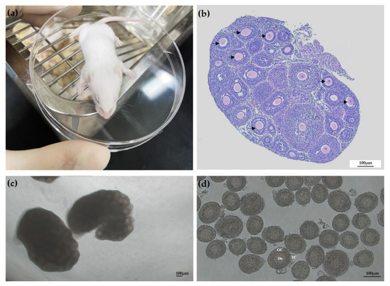 Bone Morphogenetic Protein 15 (BMP-15) Improves In Vitro Mouse ...