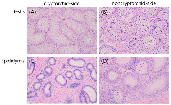 Integrated miRNA Changes in Canine Testis and Epididymis According to ...
