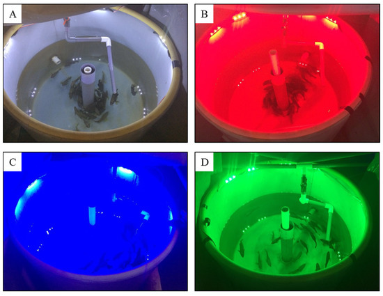 Effects of Various LED Light Spectra on Growth, Gonadal Development ...