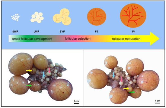 Transcriptome Profiling of Goose Ovarian Follicle Granulosa Cells ...