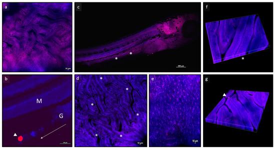 Dietary Microplastic Administration during Zebrafish (Danio rerio ...