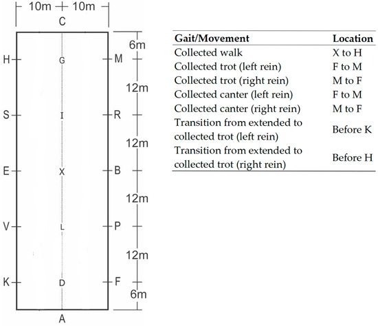 Evaluating Overall Performance in High-Level Dressage Horse–Rider ...