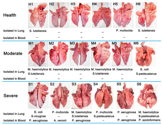 Characterization of Lung Microbiomes in Pneumonic Hu Sheep Using ...