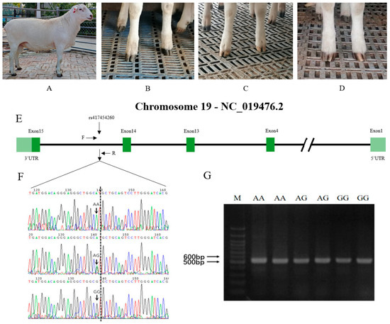 Animals | Free Full-Text | The Hoof Color of Australian White Sheep Is ...