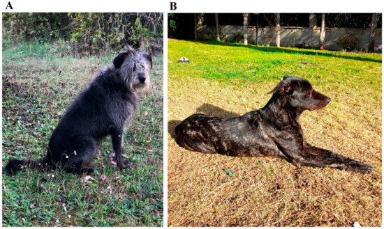 An In-Depth Look at Fonni’s Dog Behavior under Different Outdoor Conditions