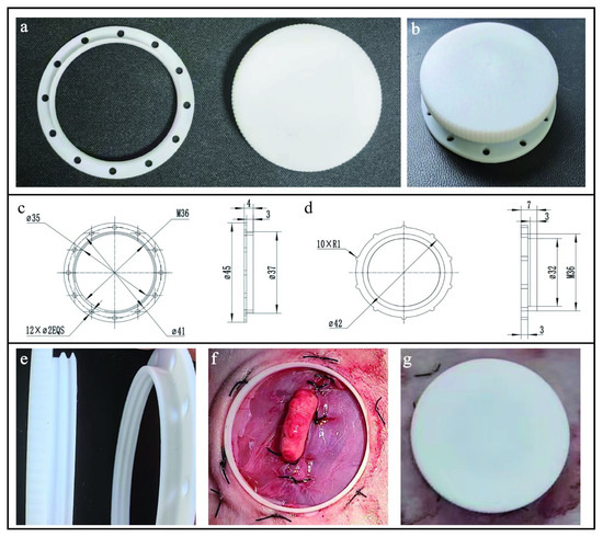 In Vivo Imaging of Rabbit Follicles through Combining Ultrasound Bio ...