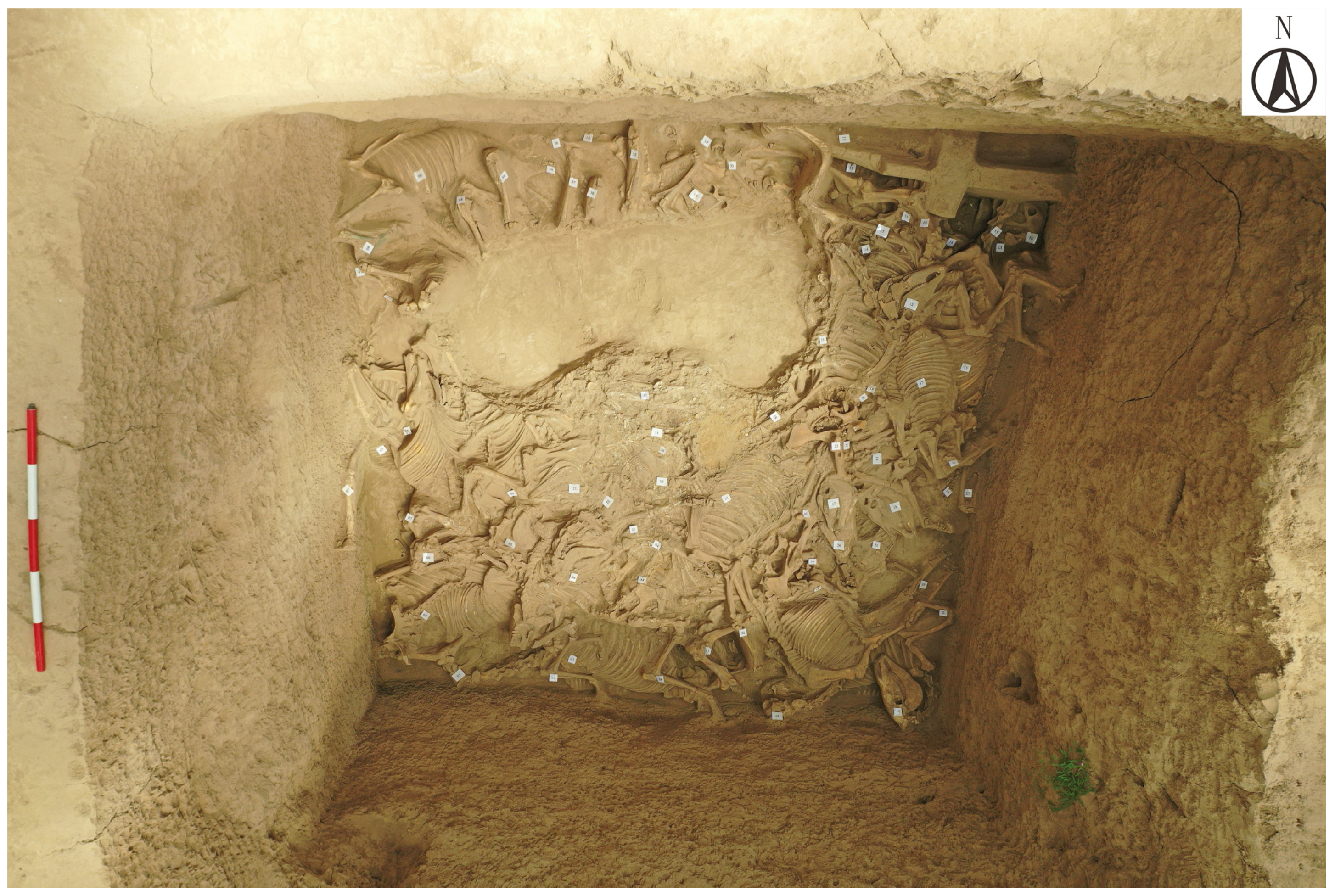 Early Evidence of Post-Mortem Fetal Extrusion in Equids: A Case from ...