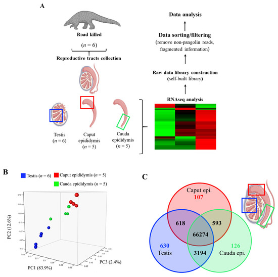 Transcriptomic Characterization of Male Formosan Pangolin (Manis ...