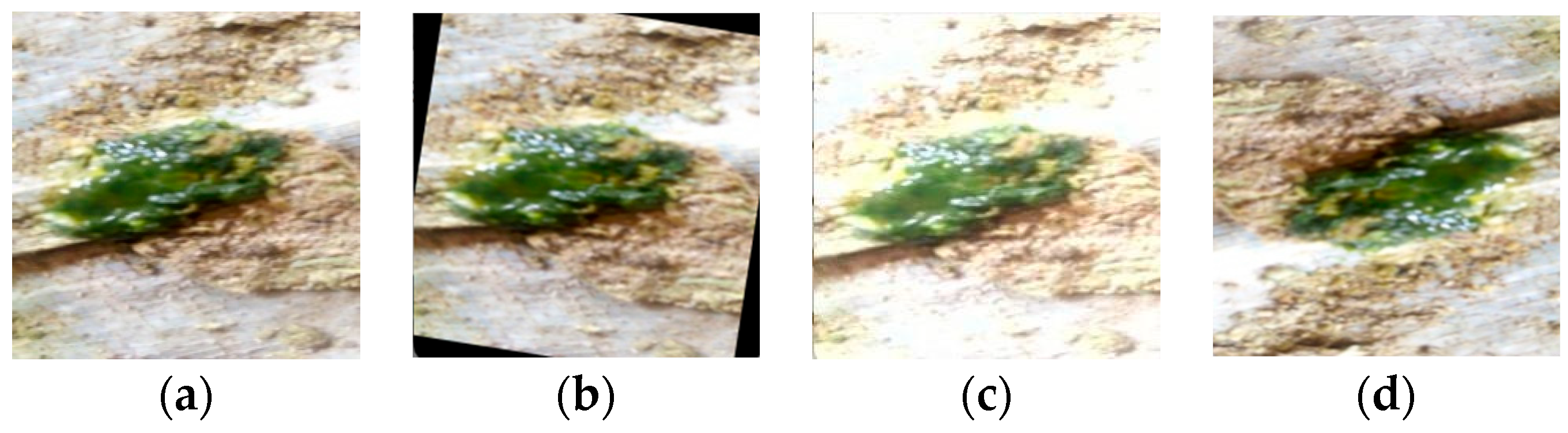 High-Accuracy Recognition Method for Diseased Chicken Feces Based on ...