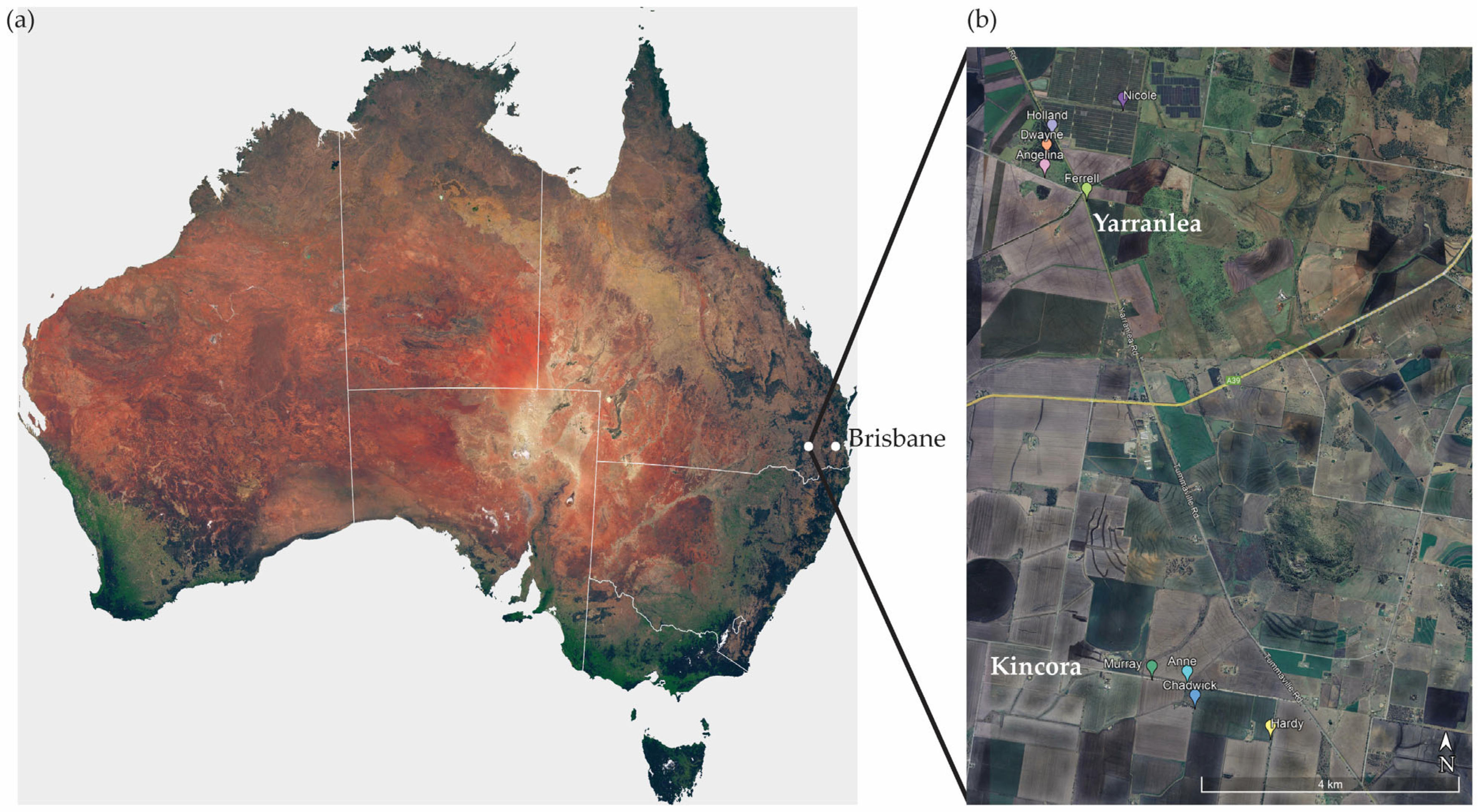 Between the Trees: Quantifying Koala Ground Movement for Conservation ...