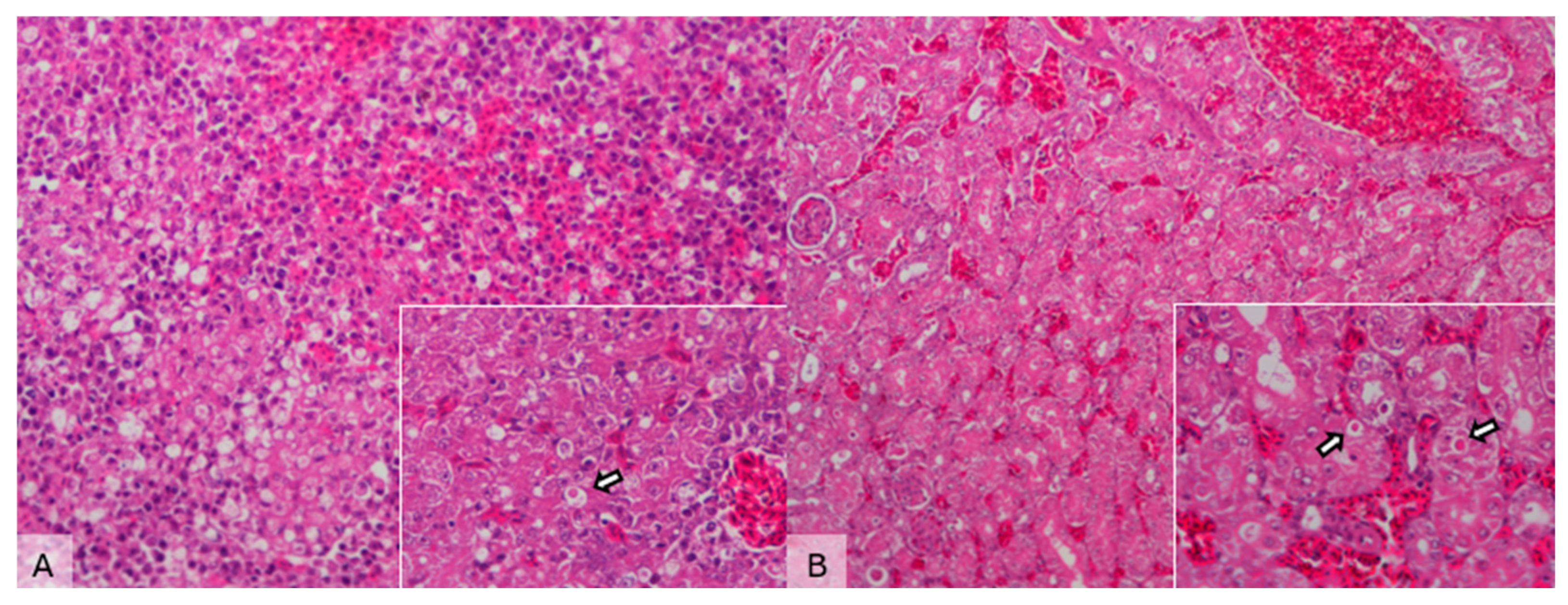 Highly Virulent Newcastle Disease Virus in Eurasian Collared Doves in ...