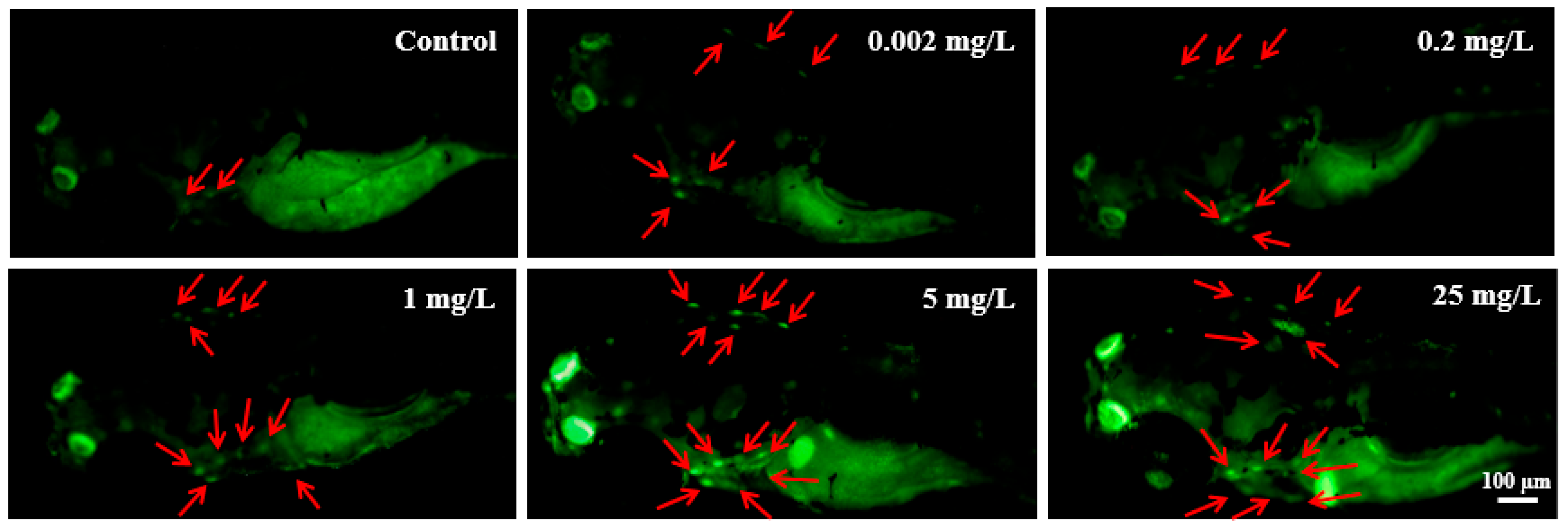 High Doses of Norfloxacin Nicotinate Induce Apoptosis, Developmental ...