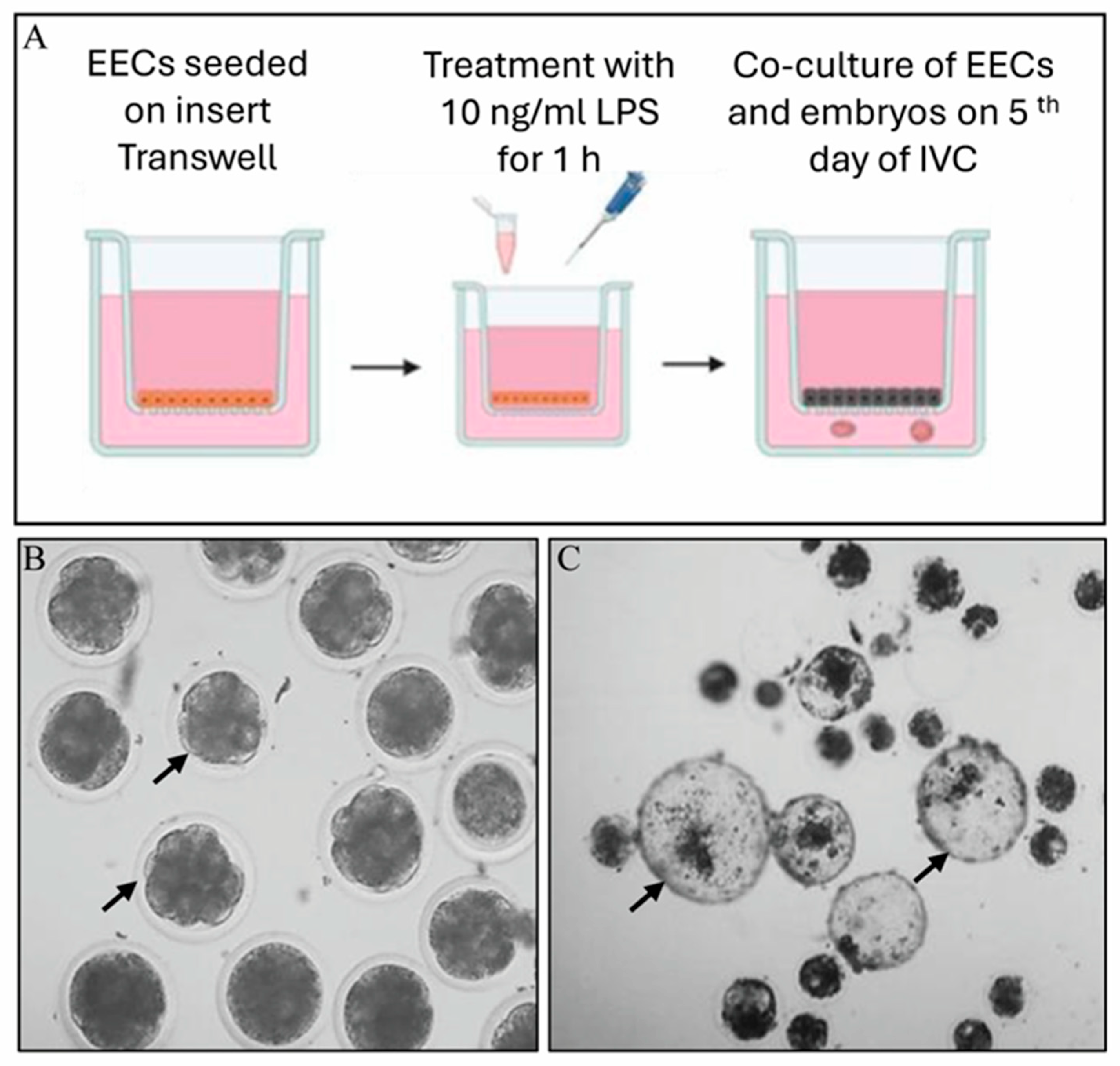LPS-Stressed Bovine Endometrial Cells upon Morulae in a Transwell Model ...