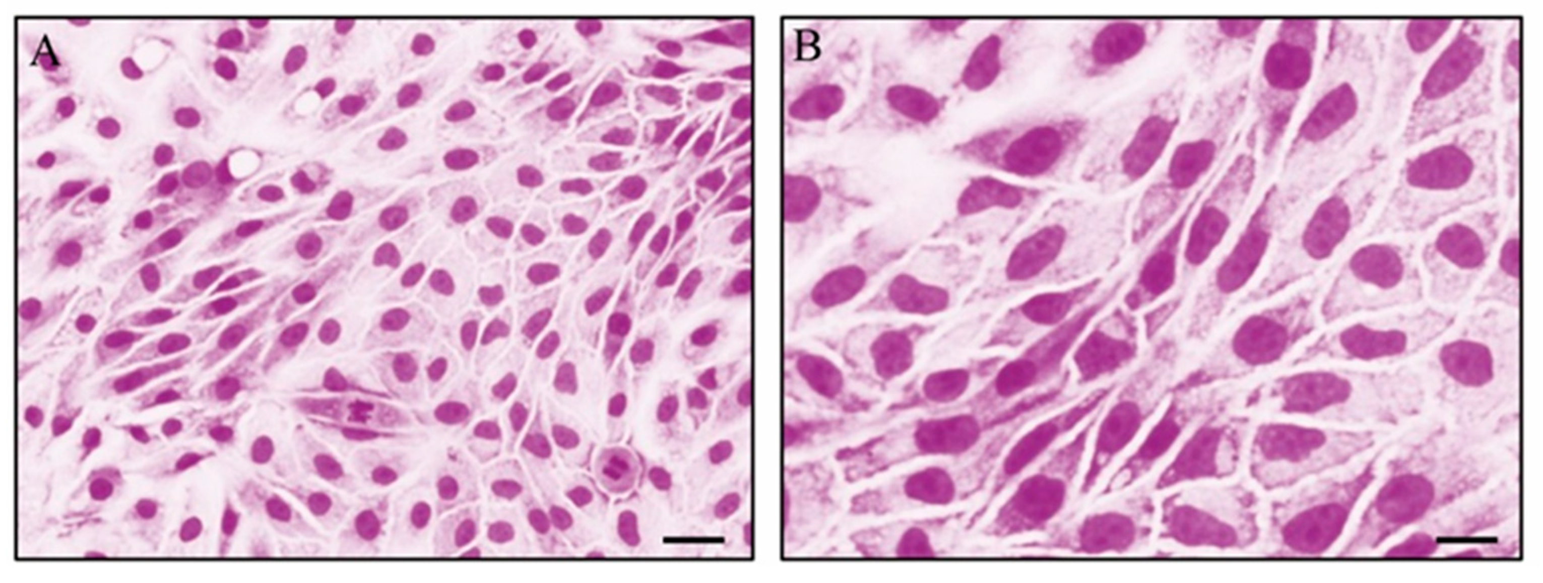 LPS-Stressed Bovine Endometrial Cells upon Morulae in a Transwell Model ...