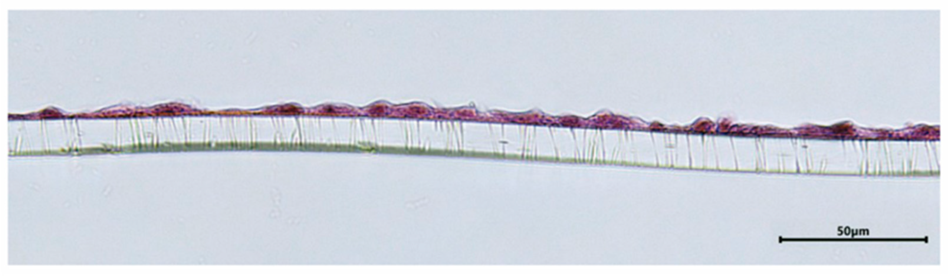 LPS-Stressed Bovine Endometrial Cells upon Morulae in a Transwell Model ...