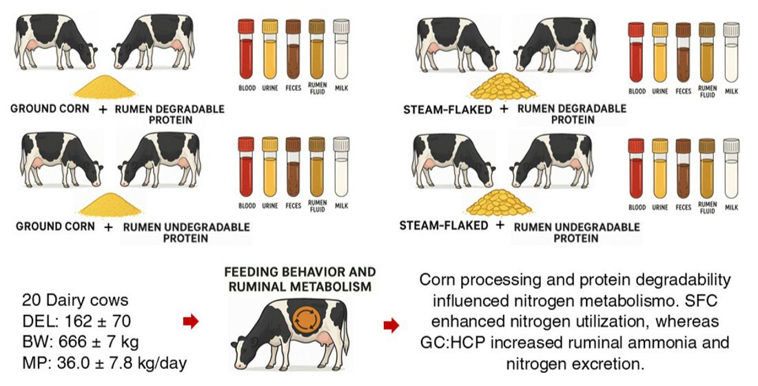 Effect of Corn Processing and Protein Degradability on Ruminal ...