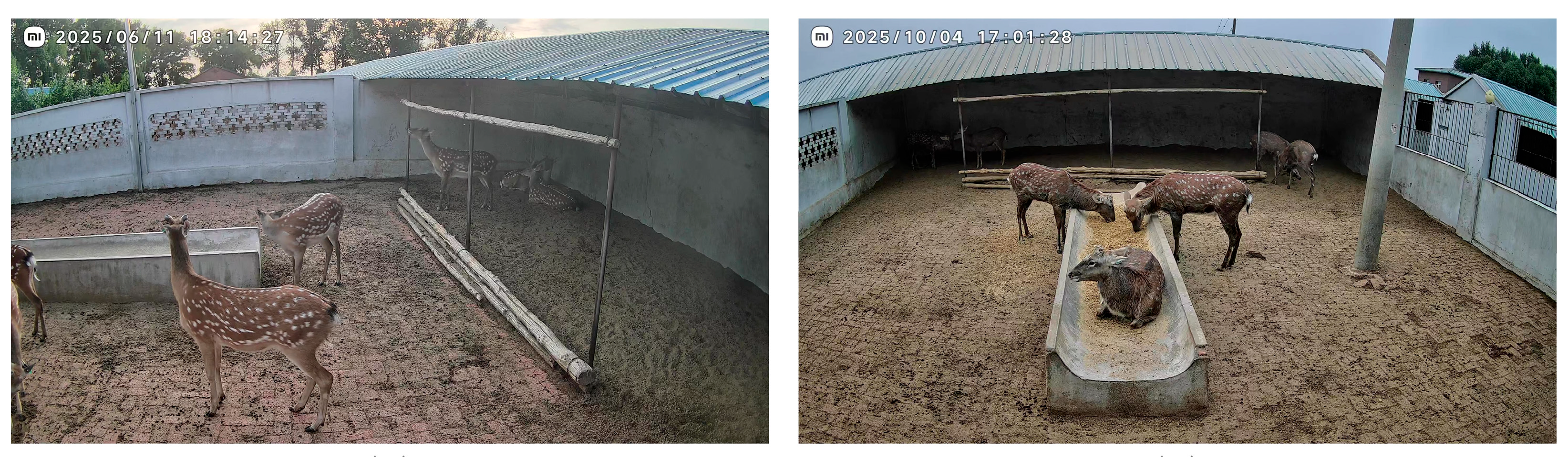 Research on Sika Deer Behavior Recognition Based on YOLOv11 Lightweight ...