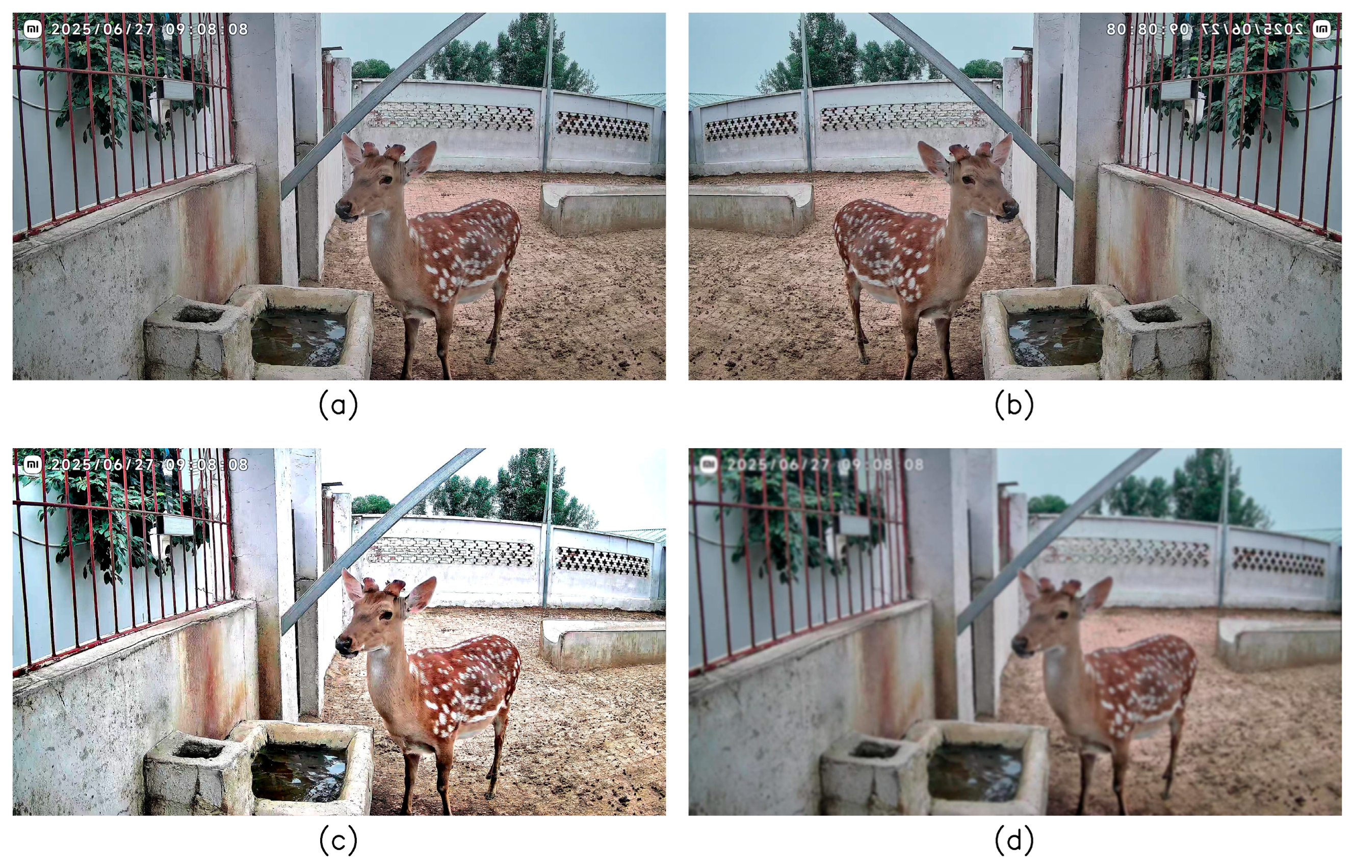 Research on Sika Deer Behavior Recognition Based on YOLOv11 Lightweight ...