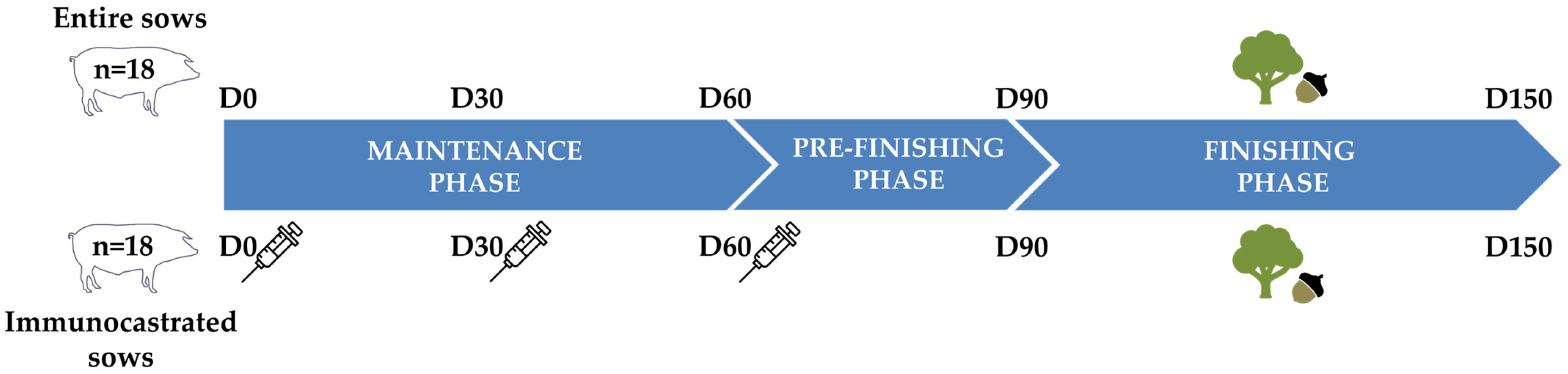 Valorisation of Culled Iberian Sows Through the Montanera System ...