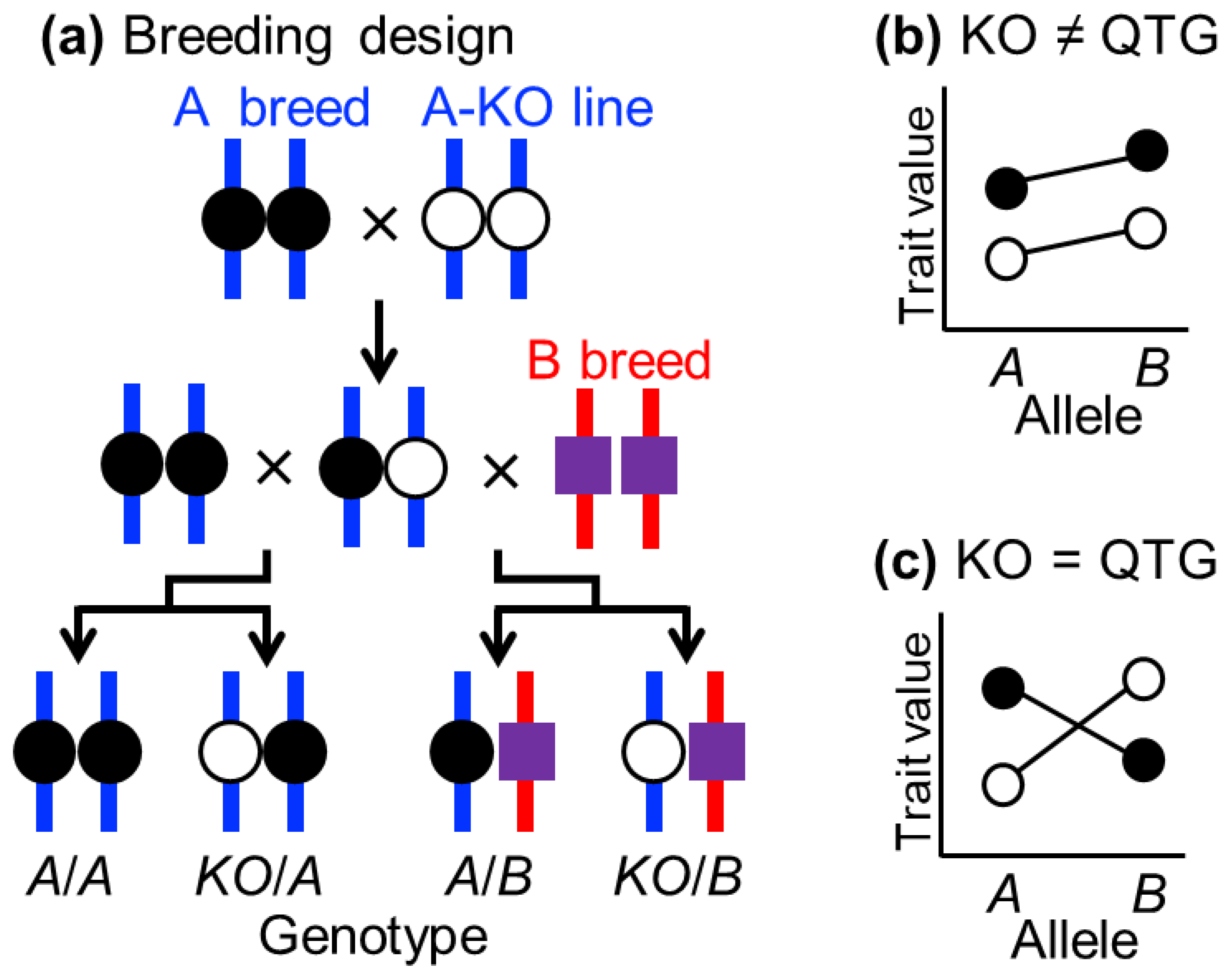An Integrative Genetic Strategy for Identifying Causal Genes at ...