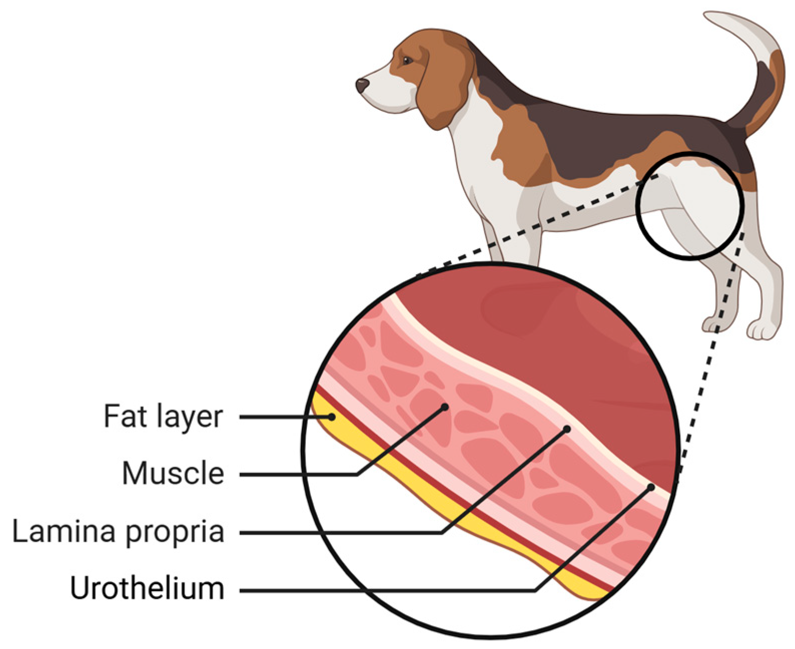 Silent Threats: A Narrative Review of Urinary Bladder Cancer in Dogs ...