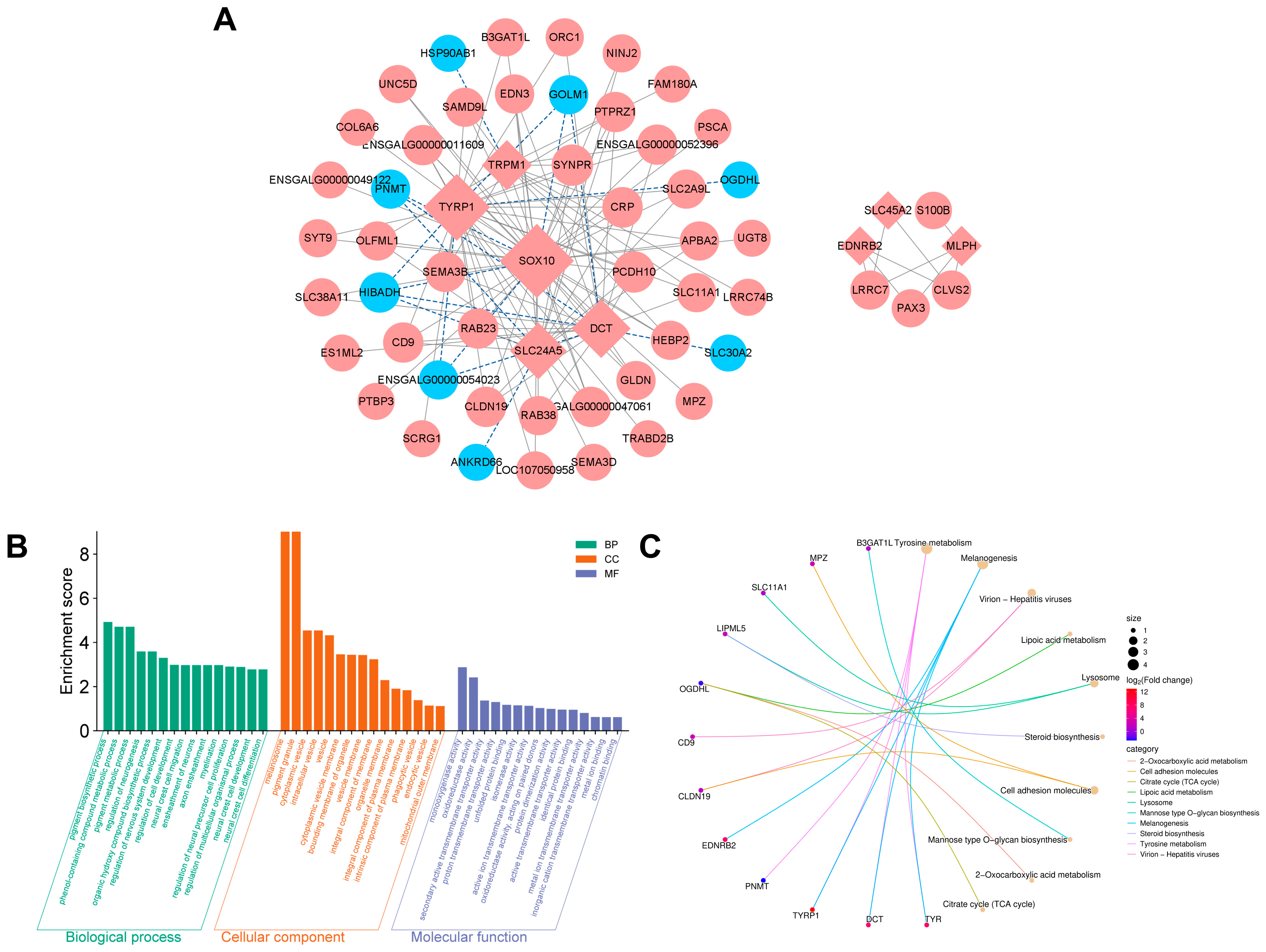 Transcriptional and Metabolic Networks Underlying Melanin Deposition in ...