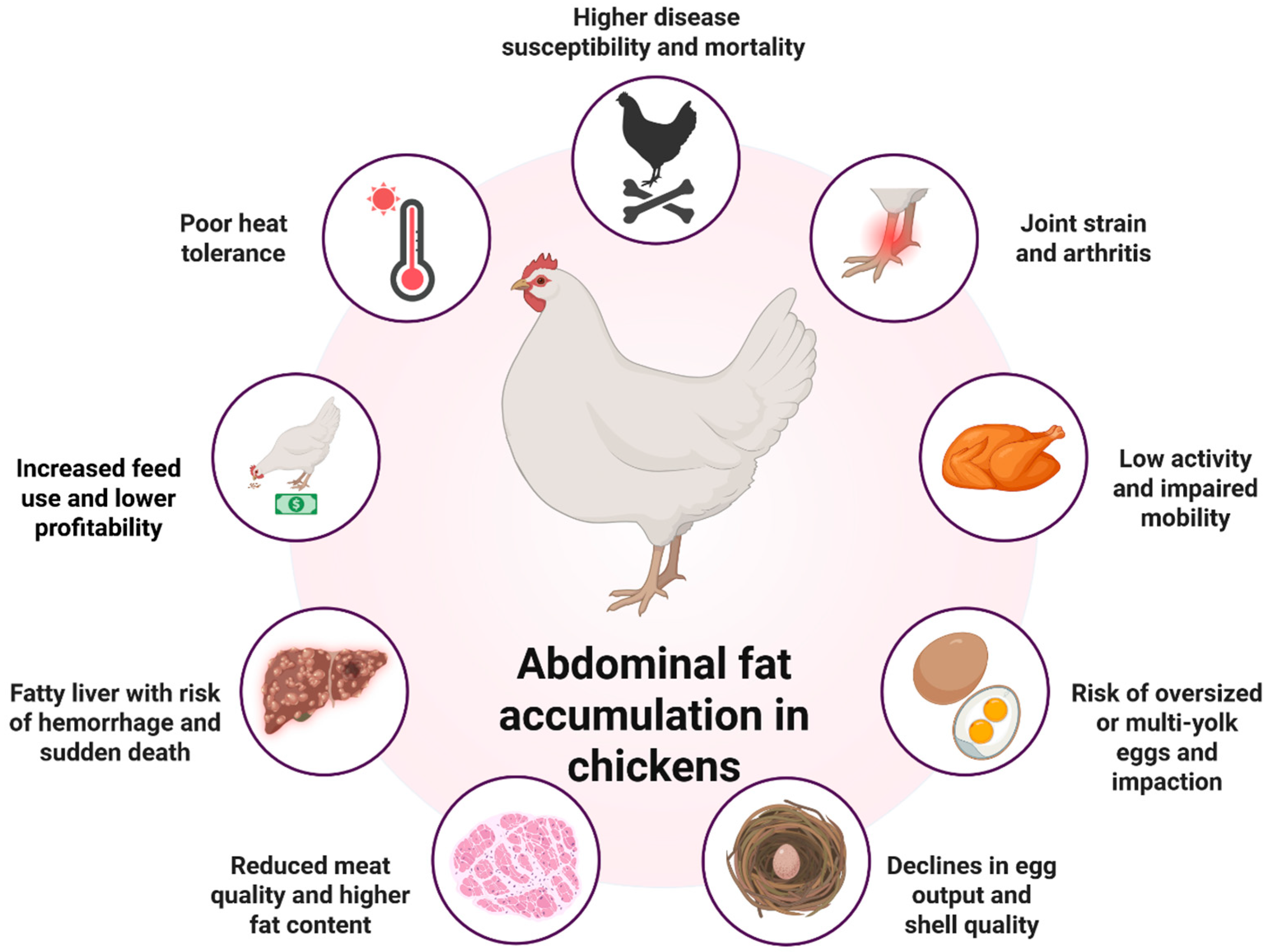 Genomic Insights into Abdominal and Intramuscular Fat Deposition in ...