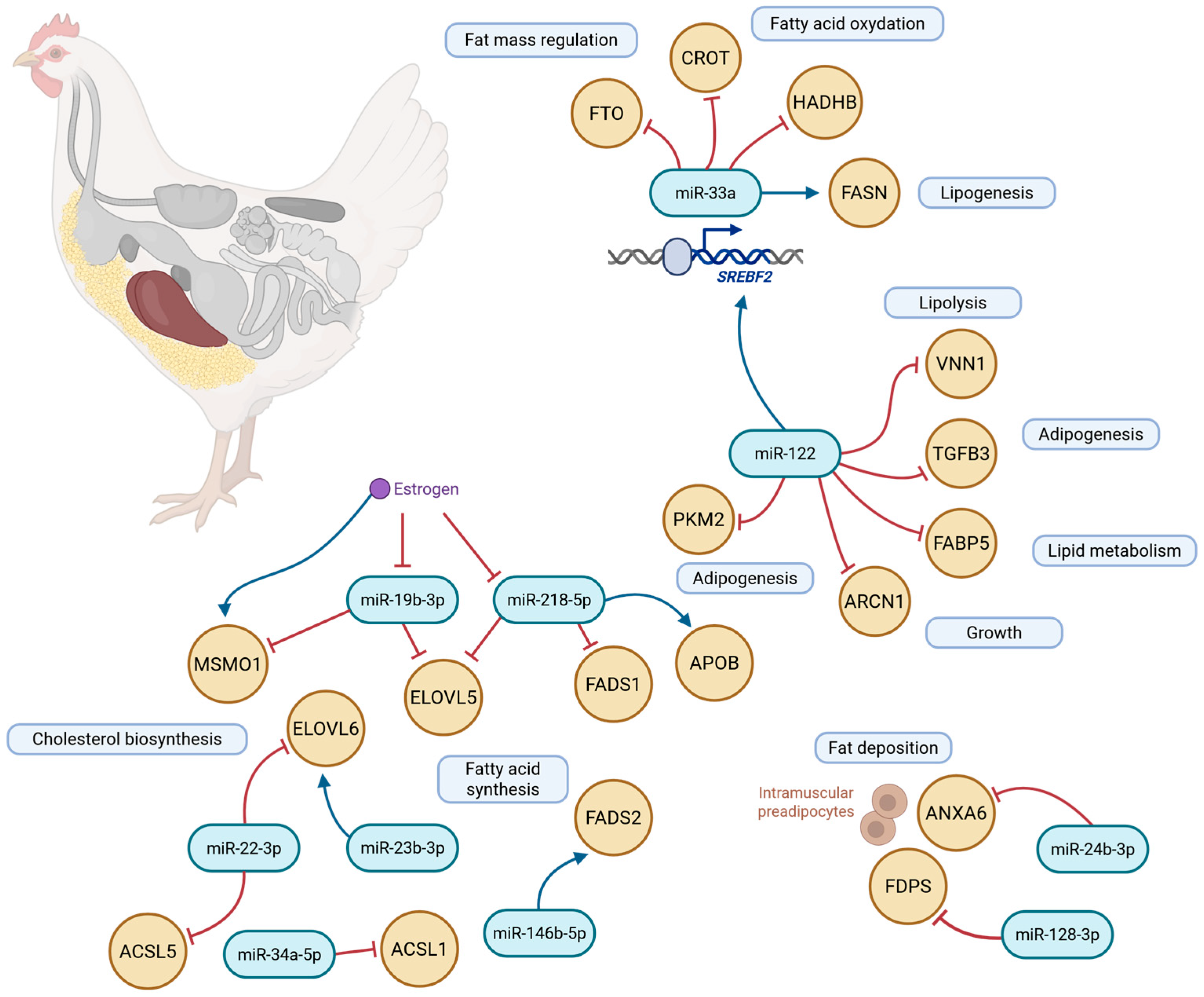 Genomic Insights into Abdominal and Intramuscular Fat Deposition in ...