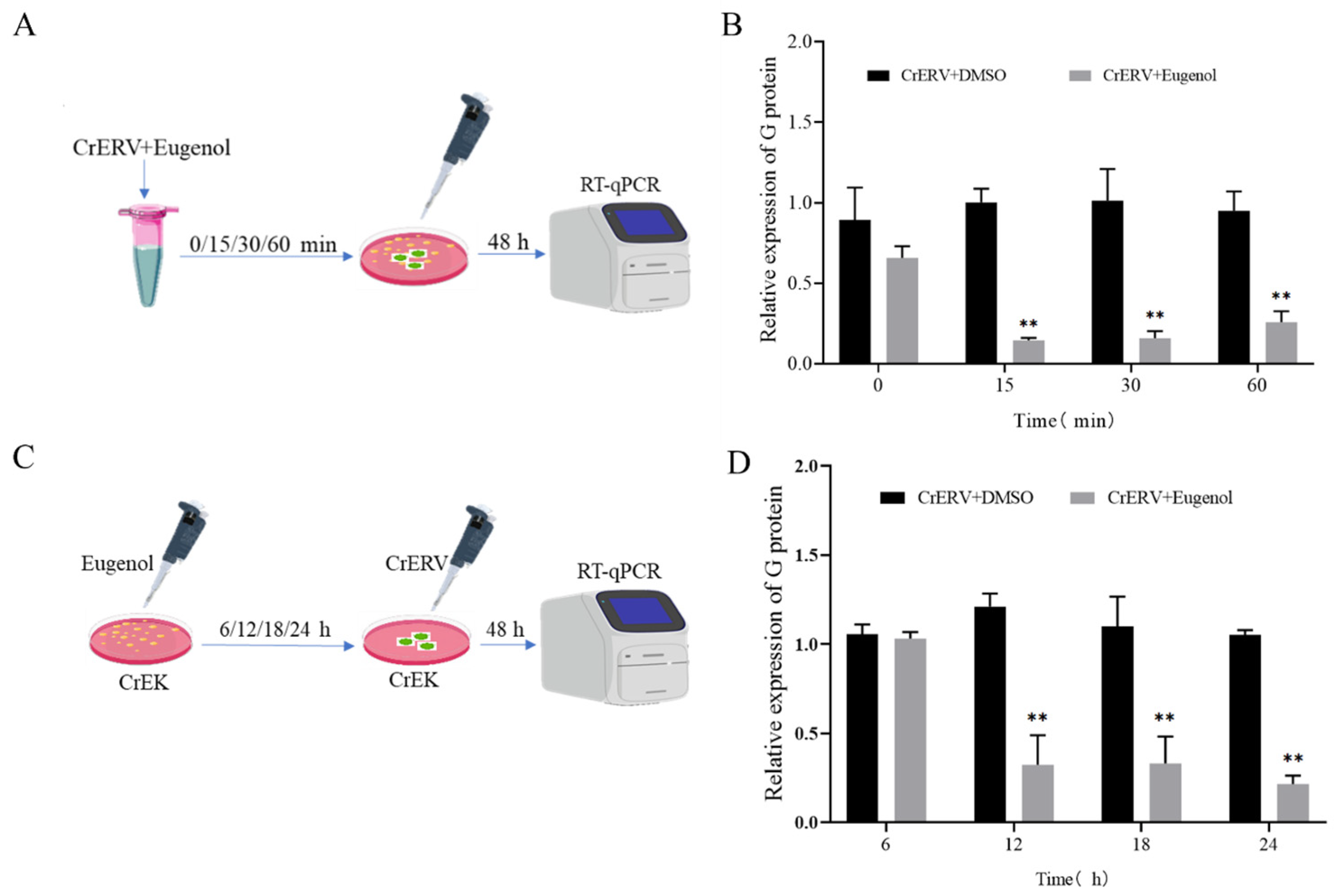Antiviral Activity of Eugenol Against Chinese Rice-Field Eel ...