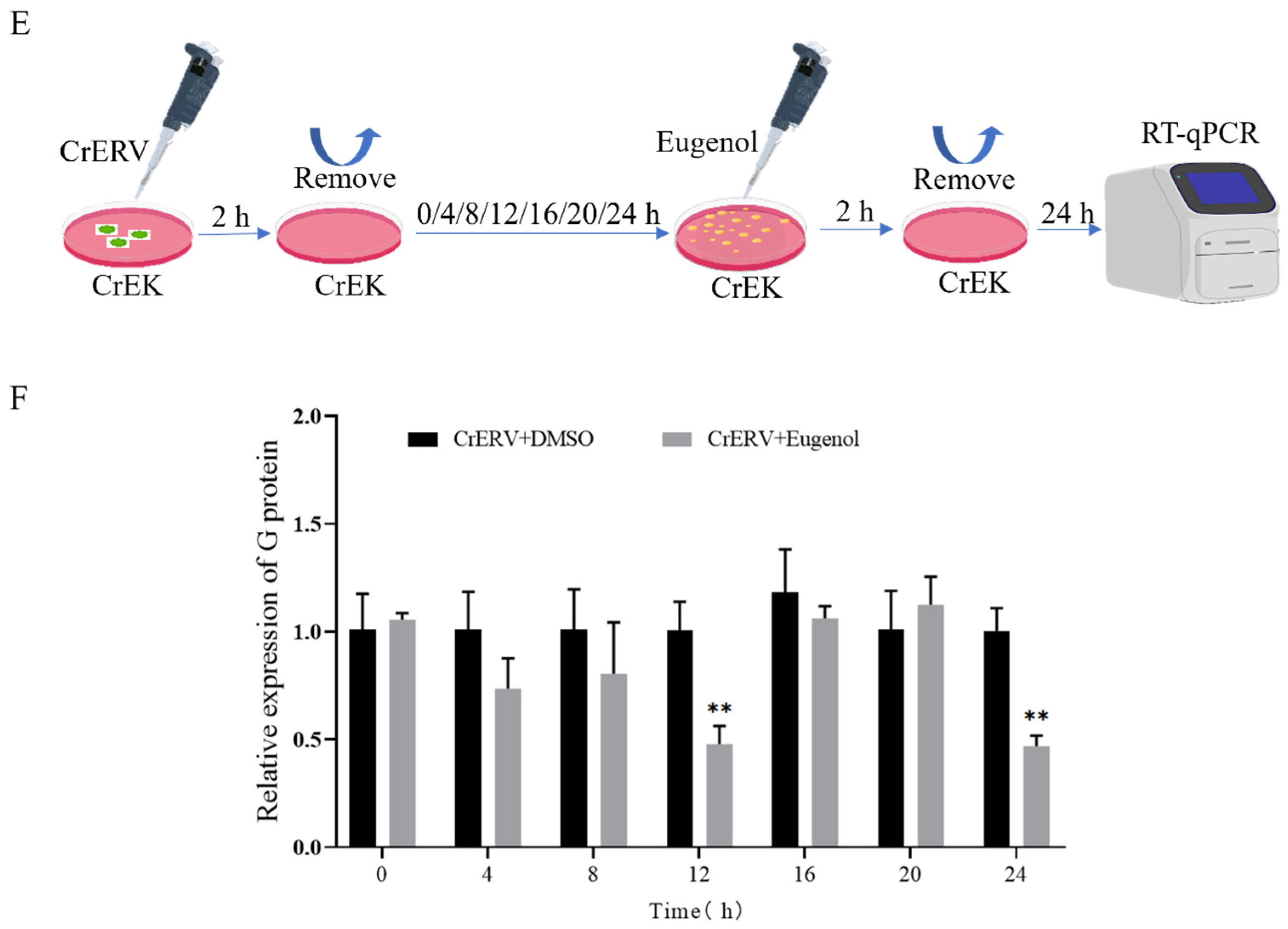 Antiviral Activity of Eugenol Against Chinese Rice-Field Eel ...