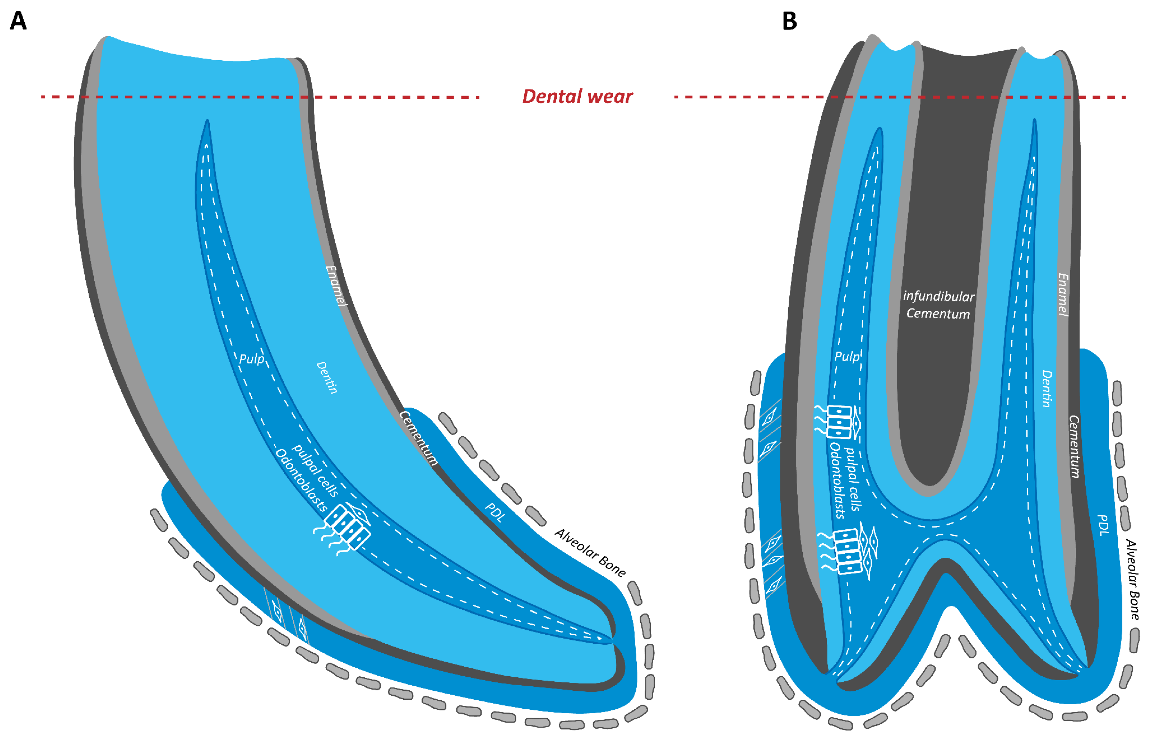 Odontoblasts in Equine Hypsodont Teeth—How They Cope with Permanent ...