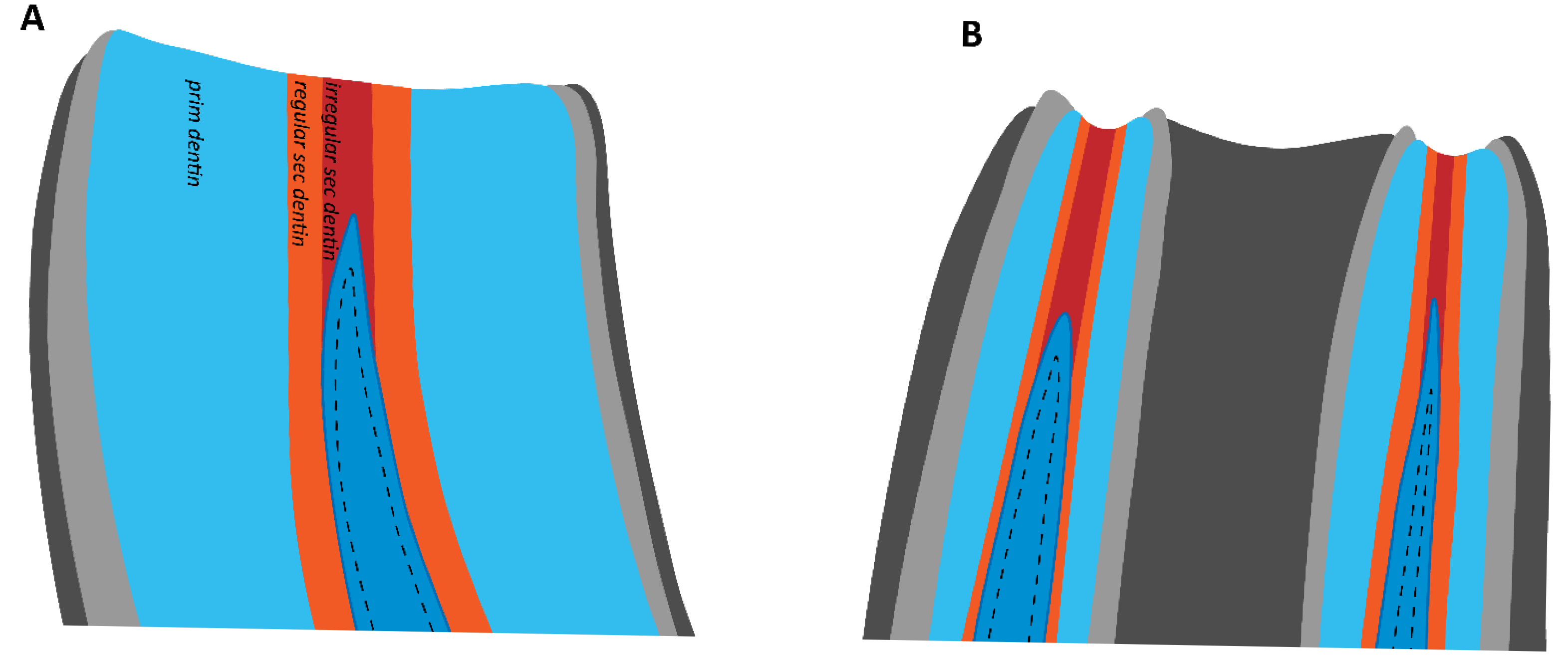 Odontoblasts in Equine Hypsodont Teeth—How They Cope with Permanent ...