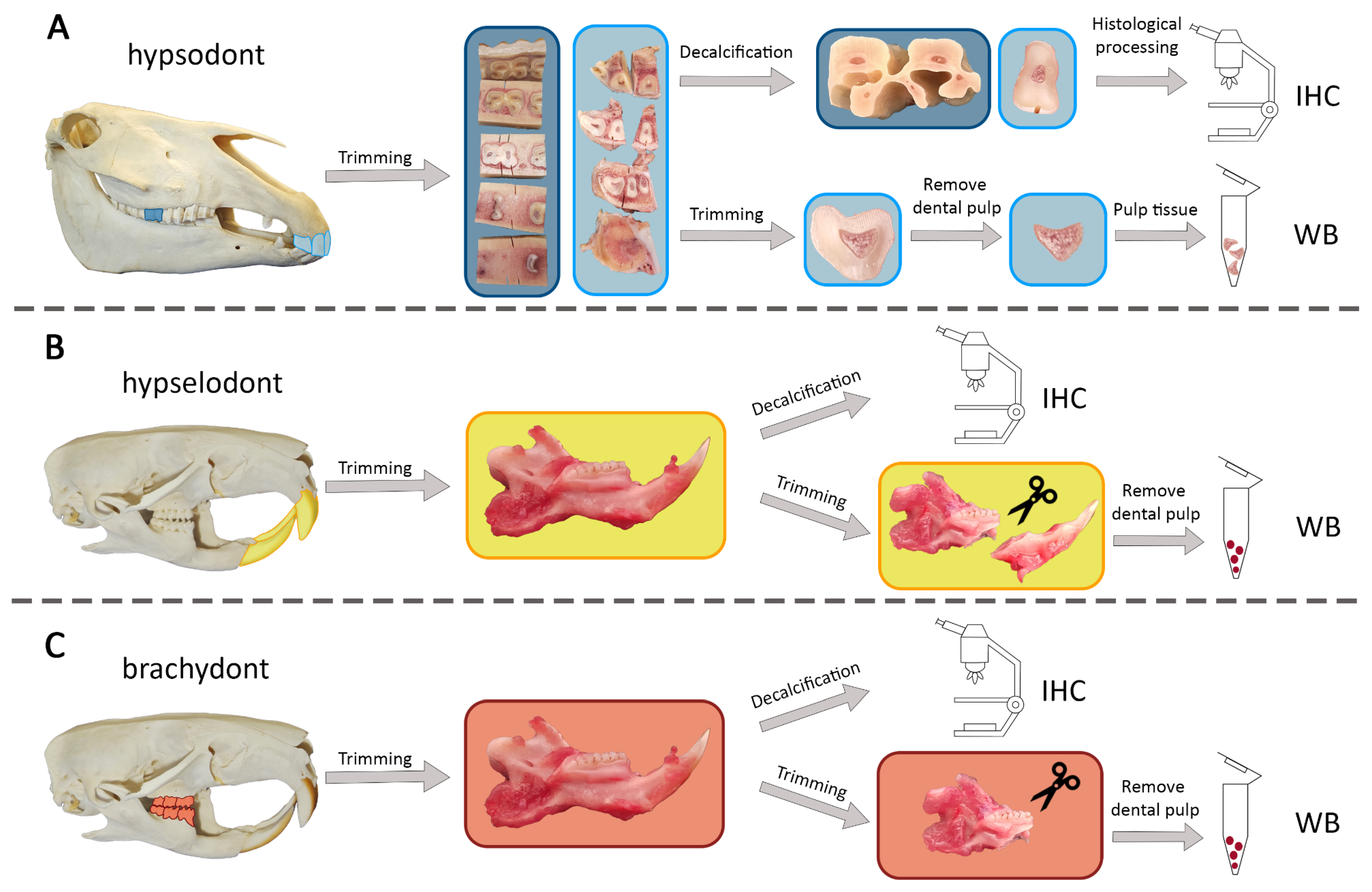 Odontoblasts in Equine Hypsodont Teeth—How They Cope with Permanent ...