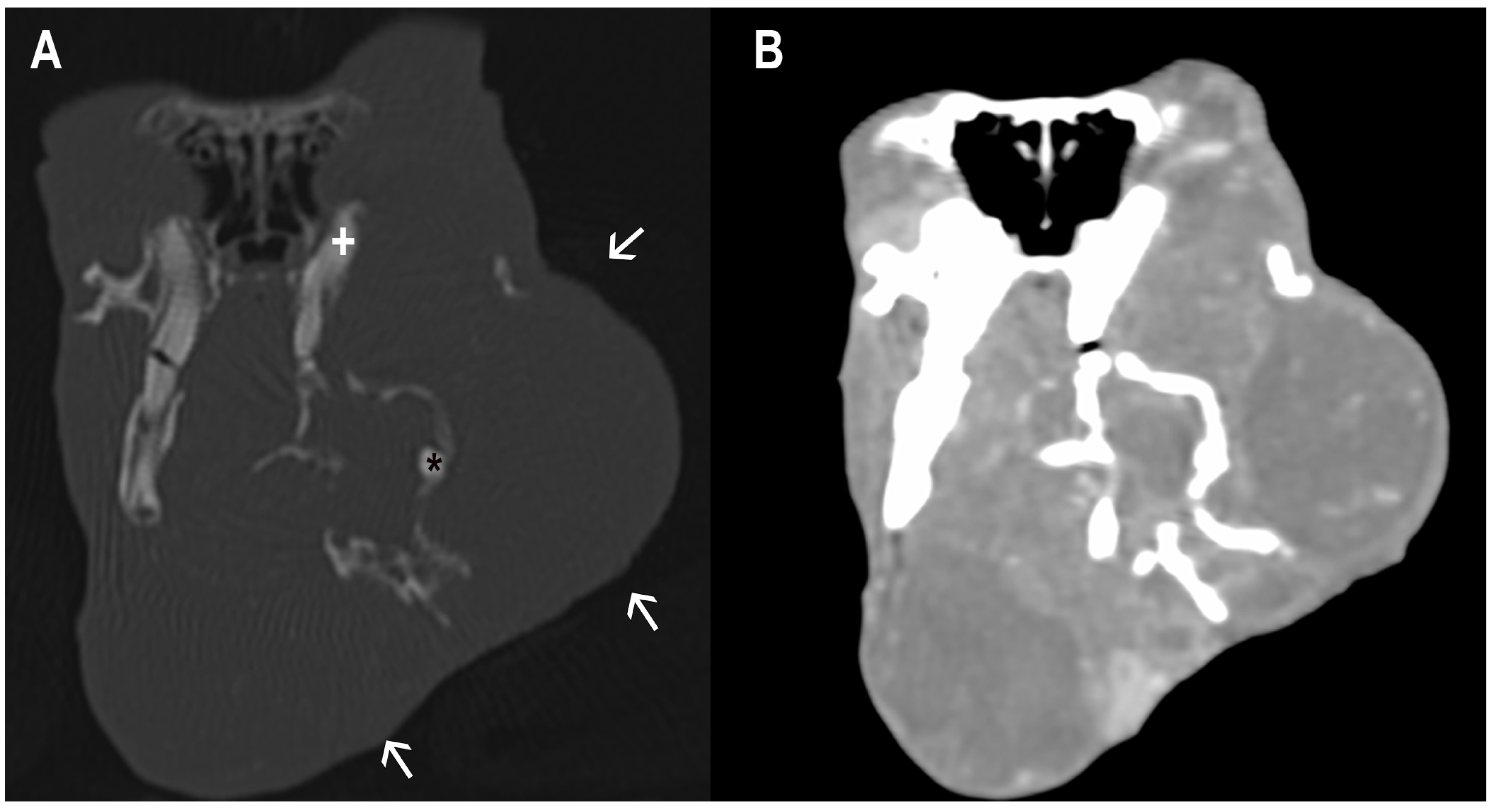 Computed Tomographic Study in 73 Pet Rabbits (Oryctolagus cuniculus ...