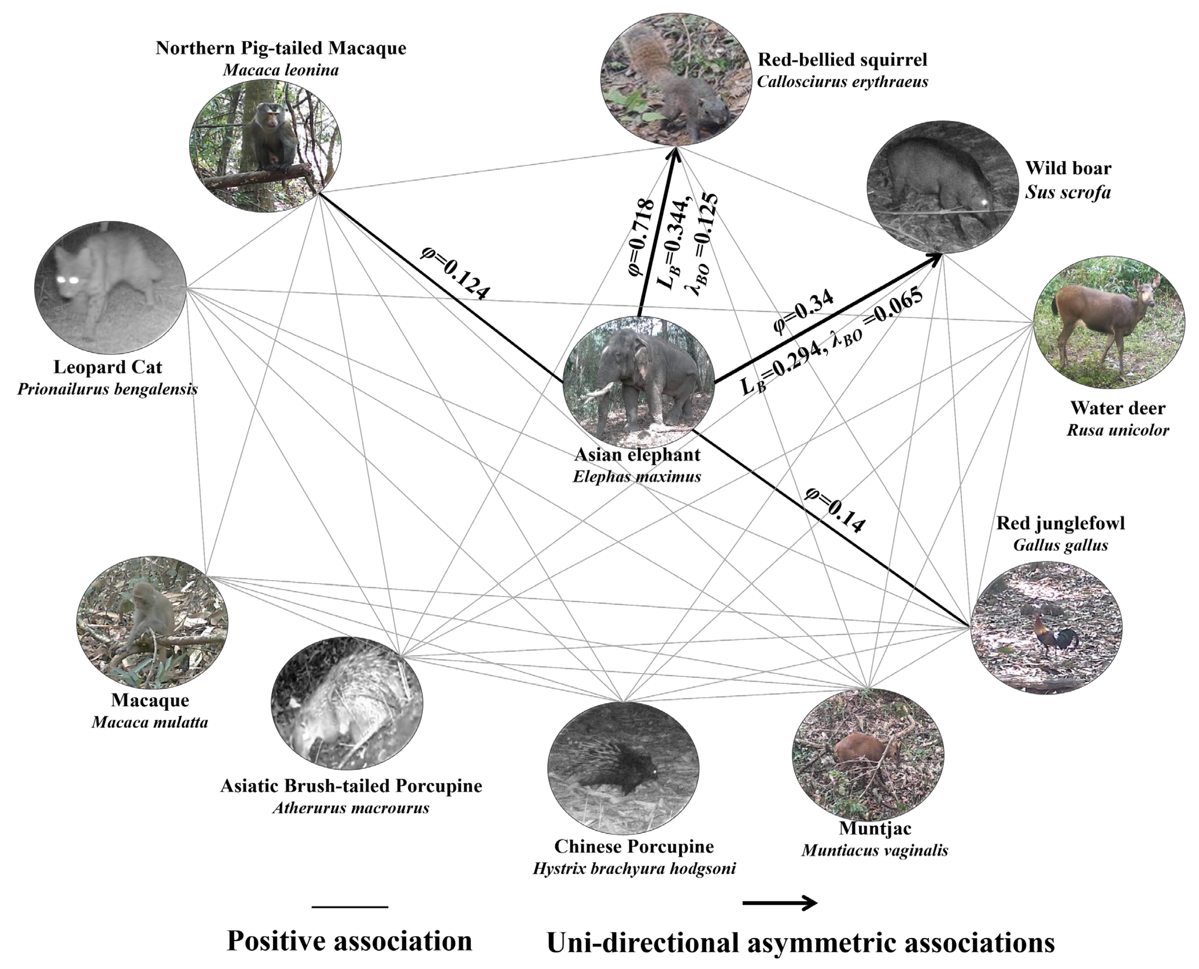 Spatial Associations and Co-Occurrence Networks of Sympatric Species in ...