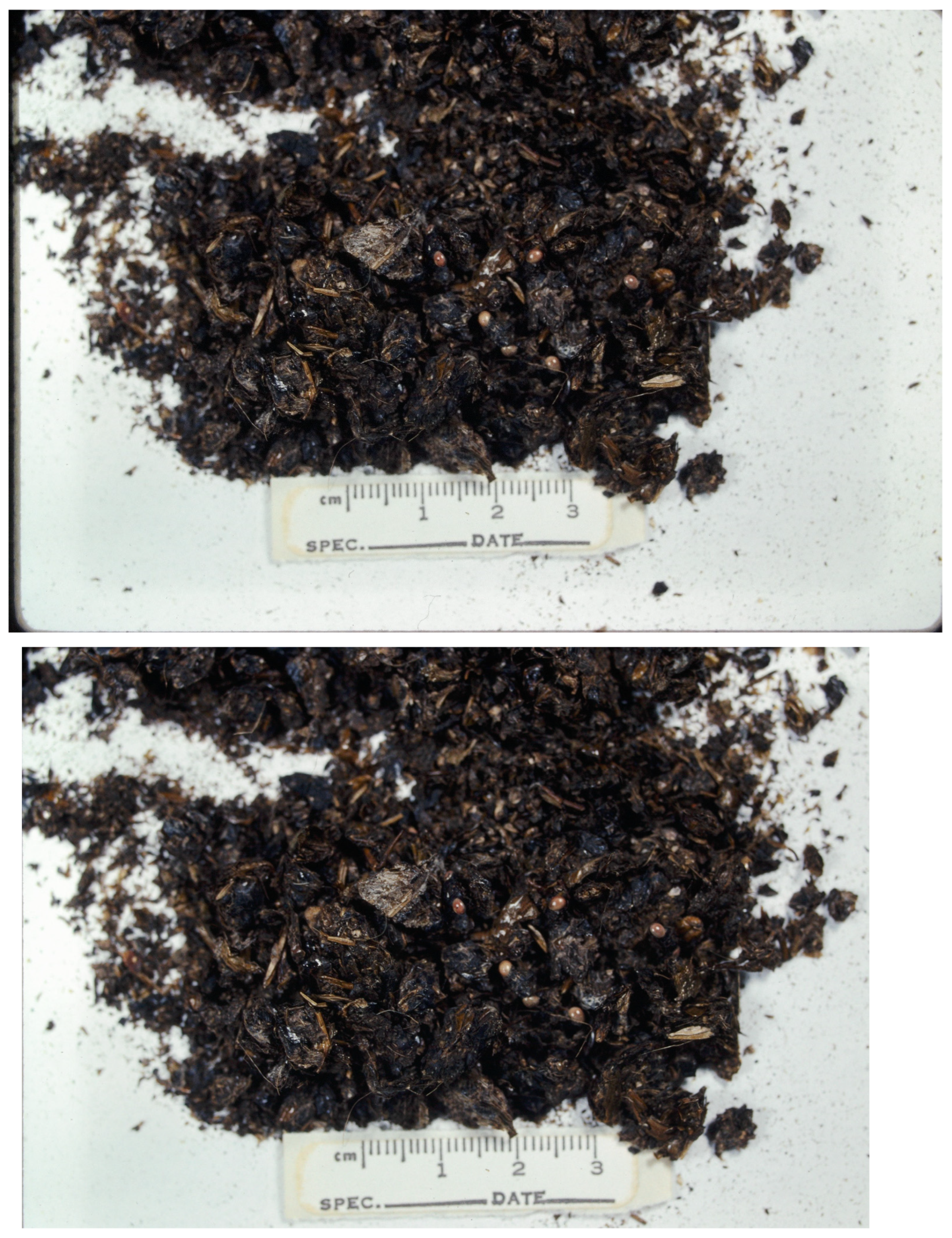 Response of an Apex Mammalian Predator to an Emergence of 13-Year ...