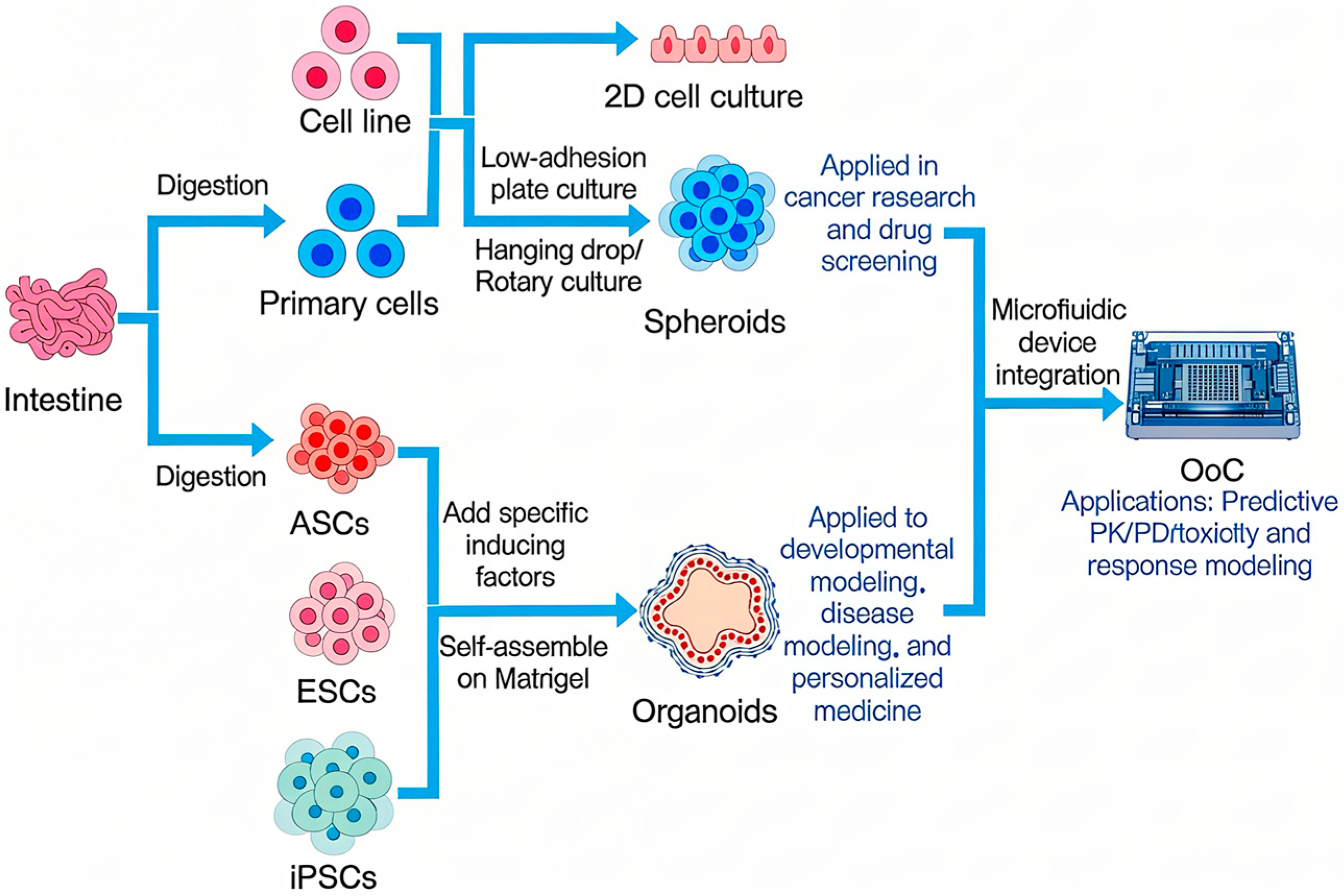 Development and Transformation of Veterinary Experimental In Vitro ...
