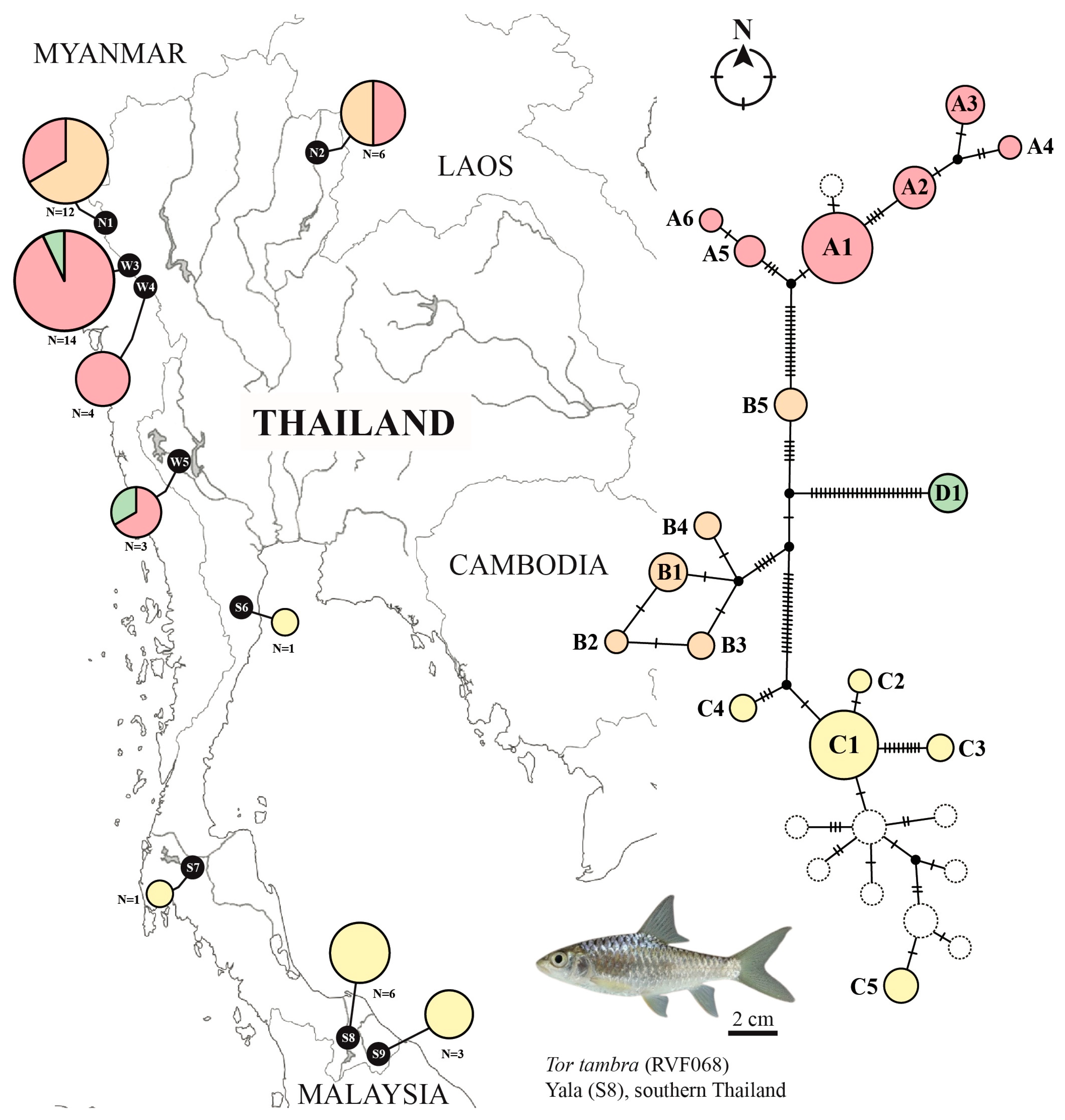 Phylogeographic Structure Reveals Hidden Diversity Patterns in Tor ...