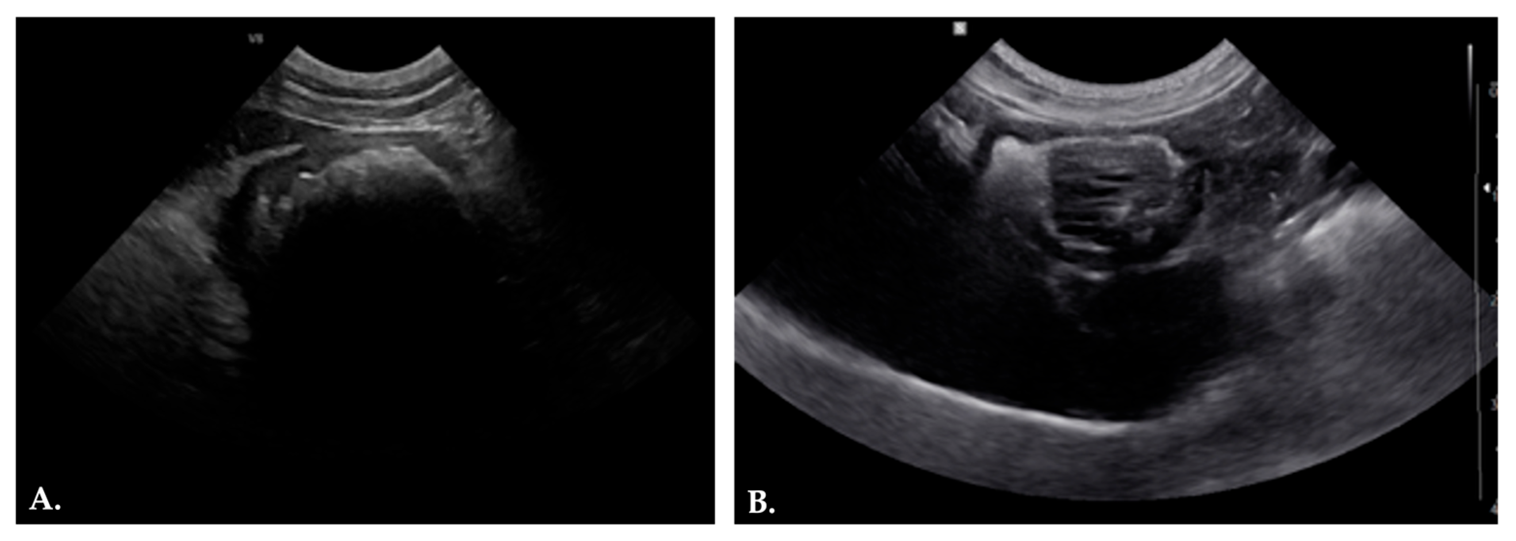 Gastrointestinal Phytobezoars in Small Animals: A Retrospective Study ...