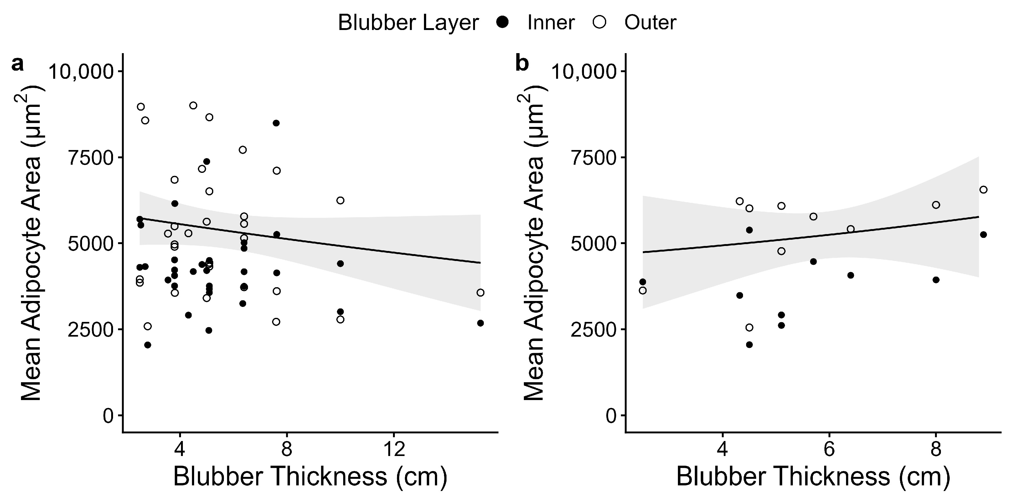 Assessing the Relationship Between Blubber Thickness and Adipocyte Size ...