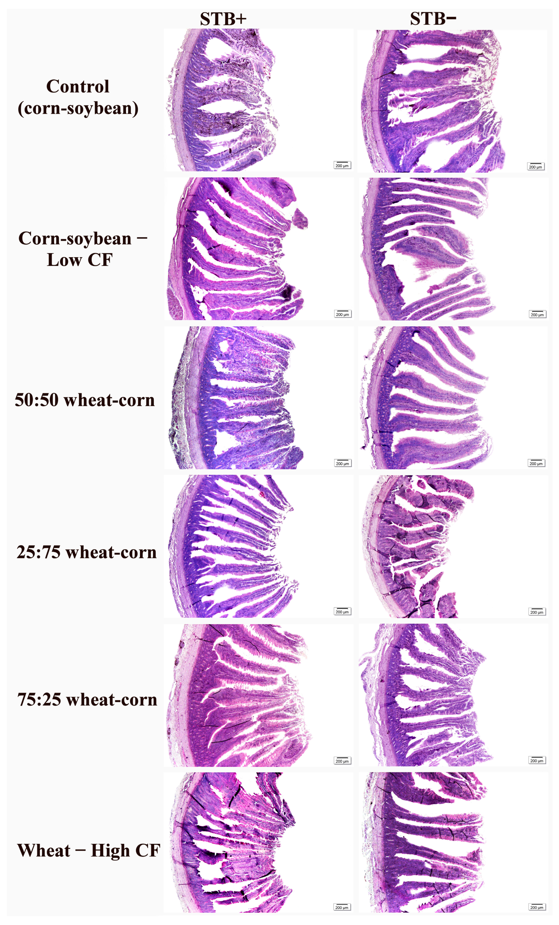 Performance, Egg Quality, and Intestinal Morphology of Laying Hens Fed ...