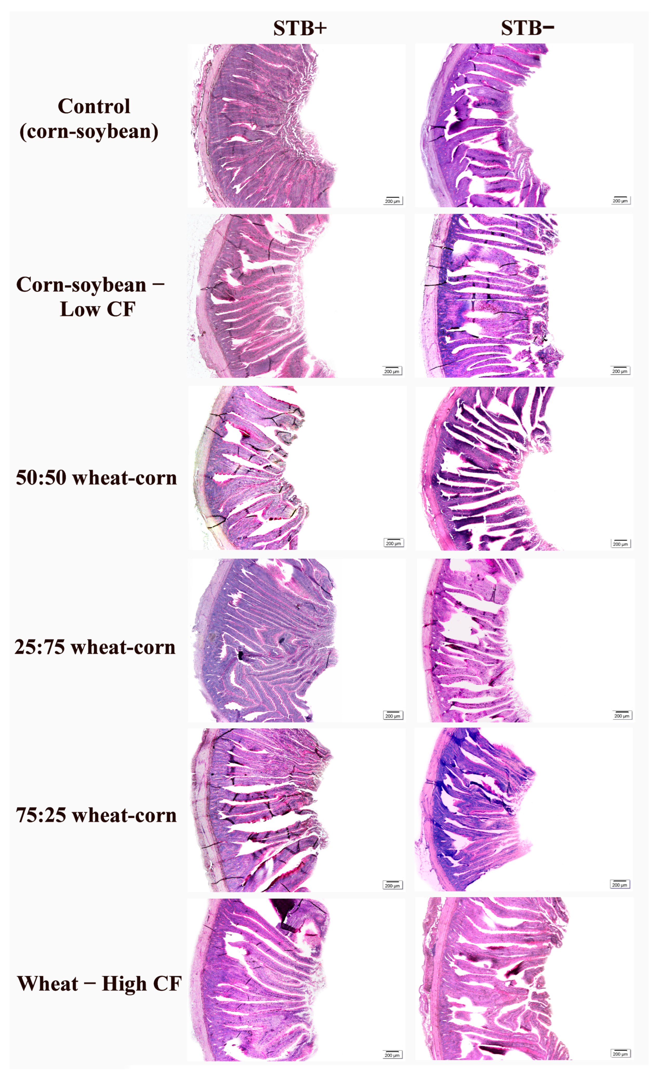 Performance, Egg Quality, and Intestinal Morphology of Laying Hens Fed ...