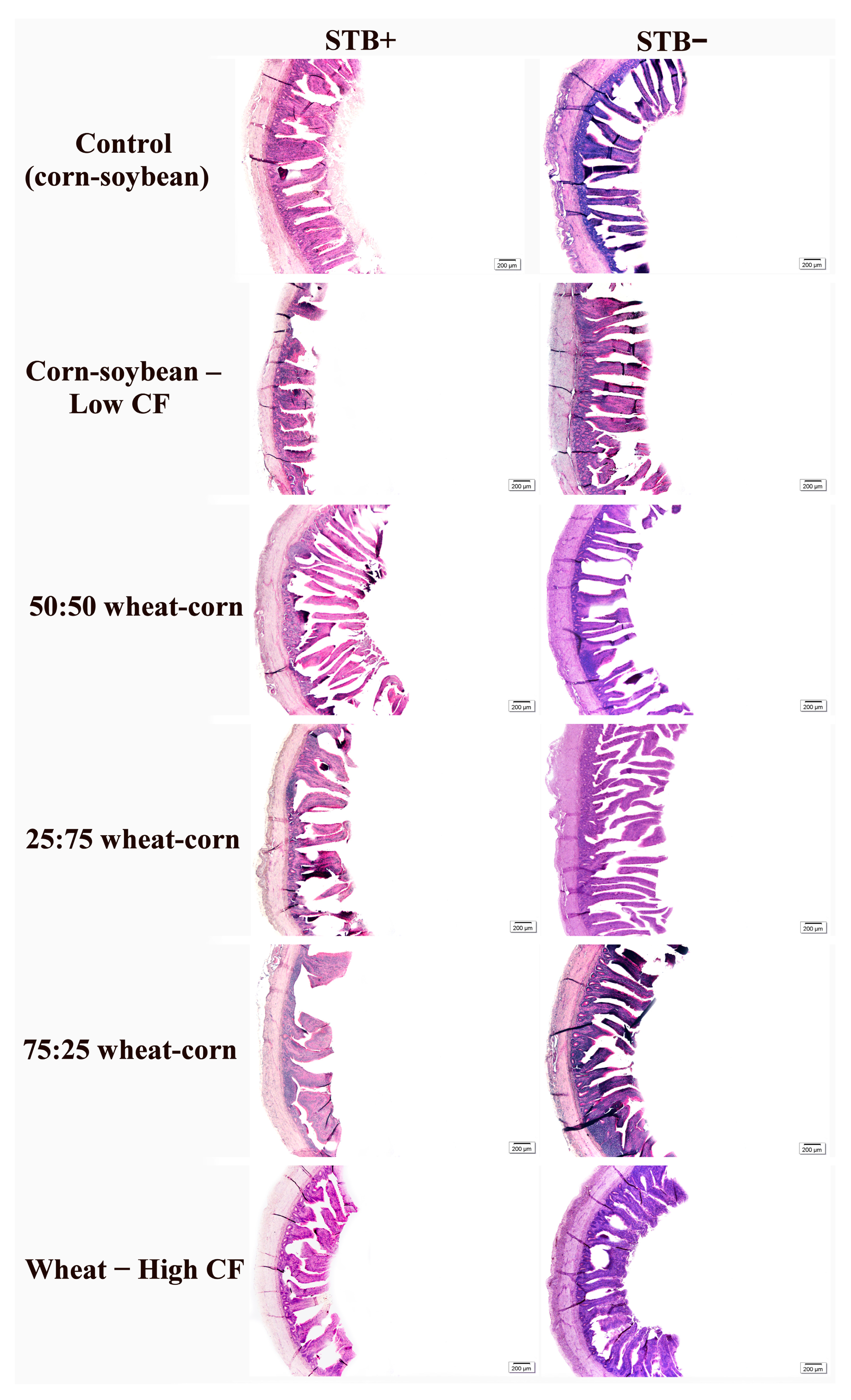 Performance, Egg Quality, and Intestinal Morphology of Laying Hens Fed ...