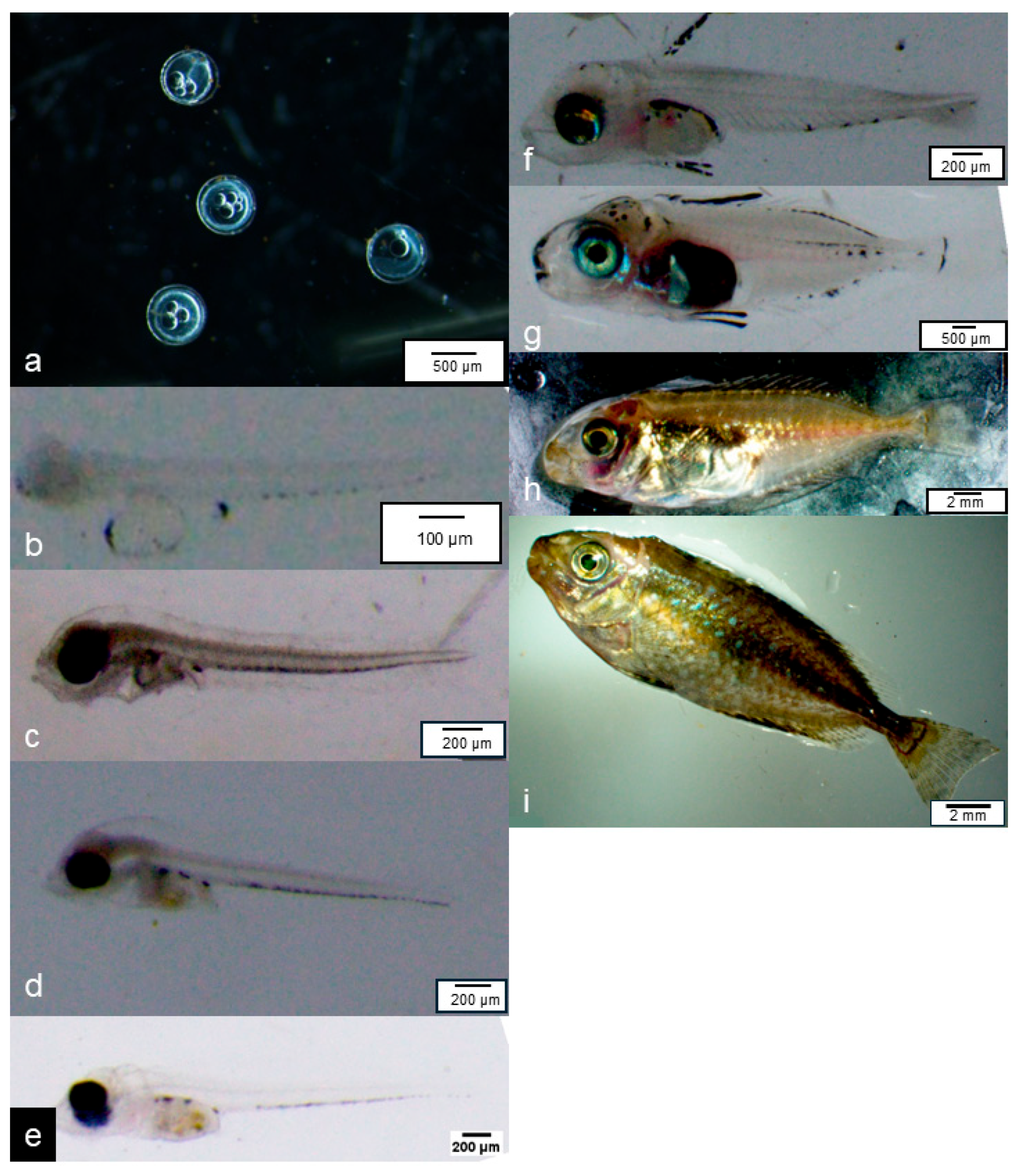 Allometric Growth of Feeding and Locomotor Structures During Early ...