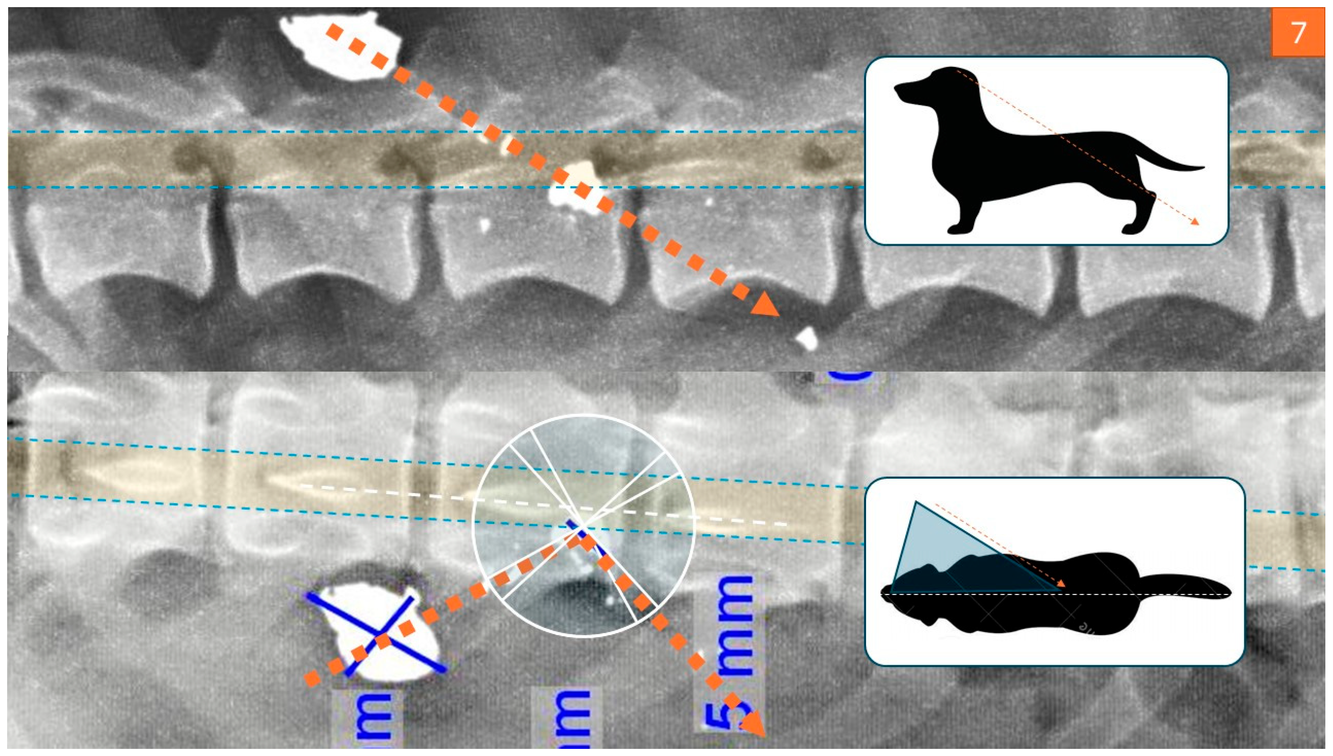 Veterinary Forensic Pathology in the Investigation of Animal Cruelty ...