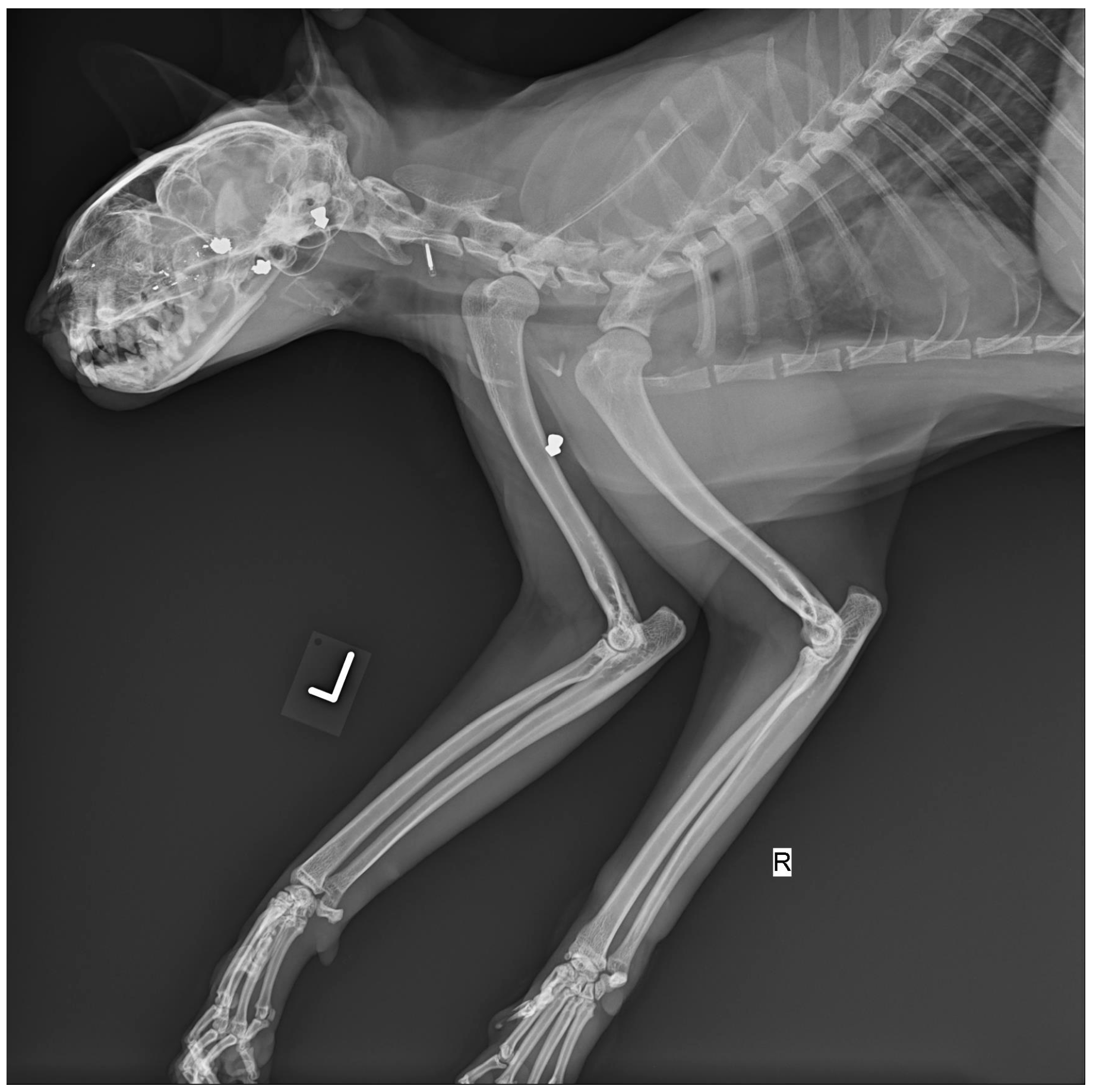 Veterinary Forensic Pathology in the Investigation of Animal Cruelty ...