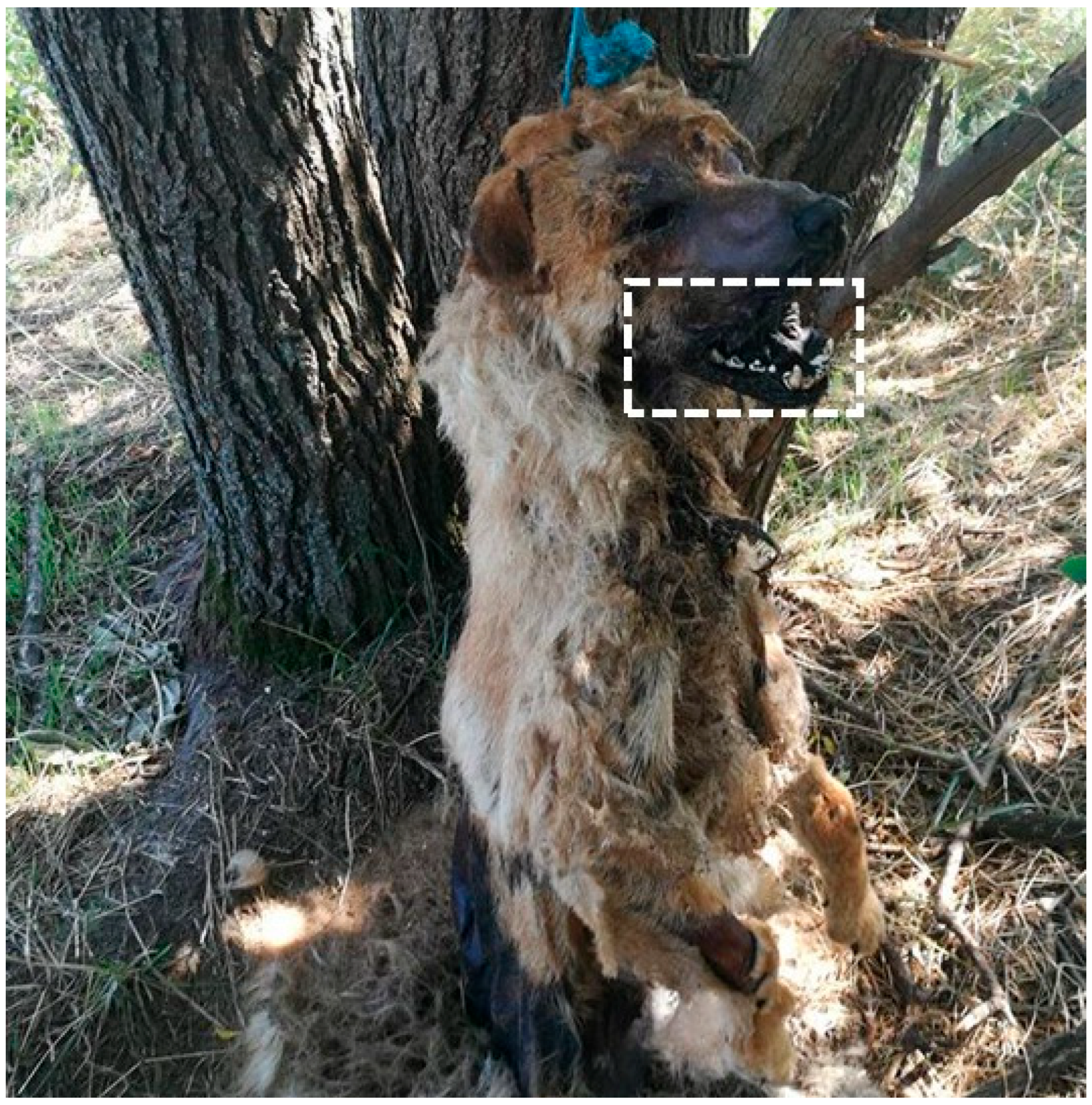 Veterinary Forensic Pathology in the Investigation of Animal Cruelty ...