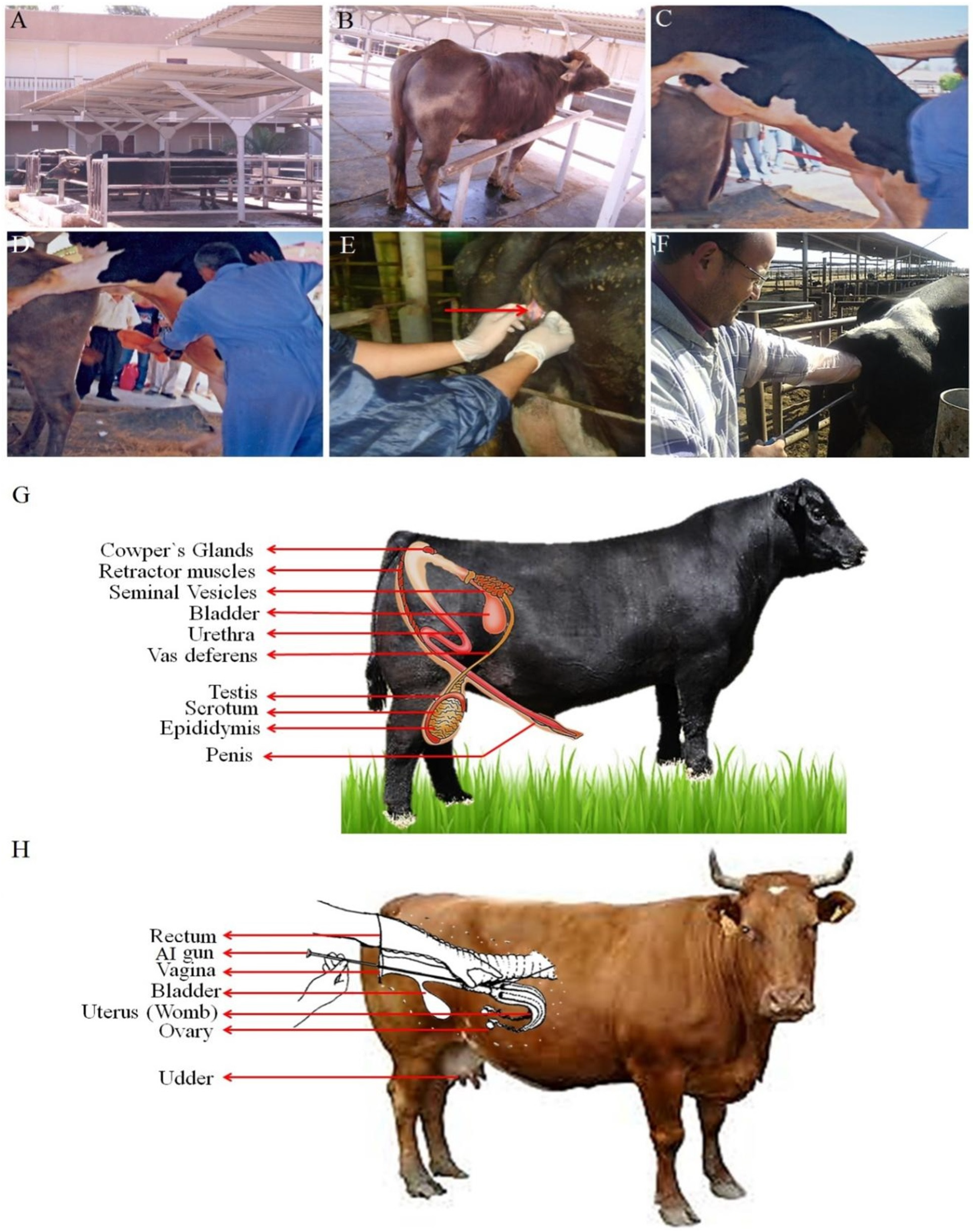 A Comparative Review of Fertility and Semen Assessment Techniques in ...