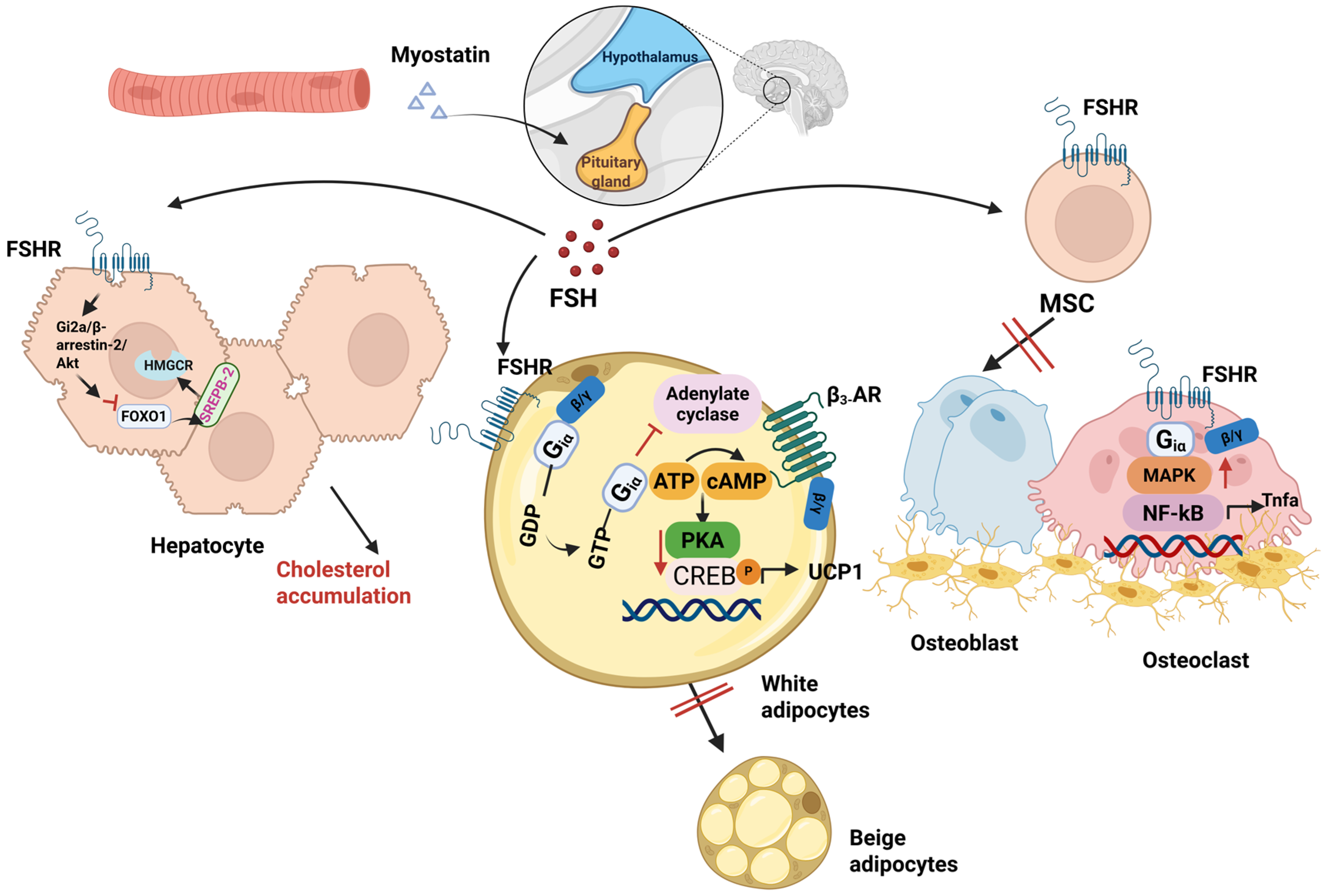 Follicle-Stimulating Hormone in Peripheral Metabolism: Novel Insights ...